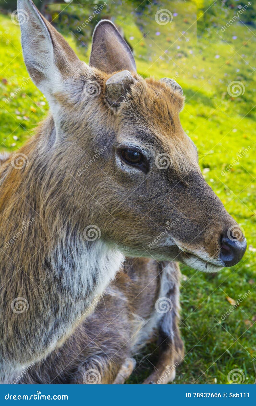 Deer - Large Animals with an Elegant Body Stock Photo - Image of deer ...