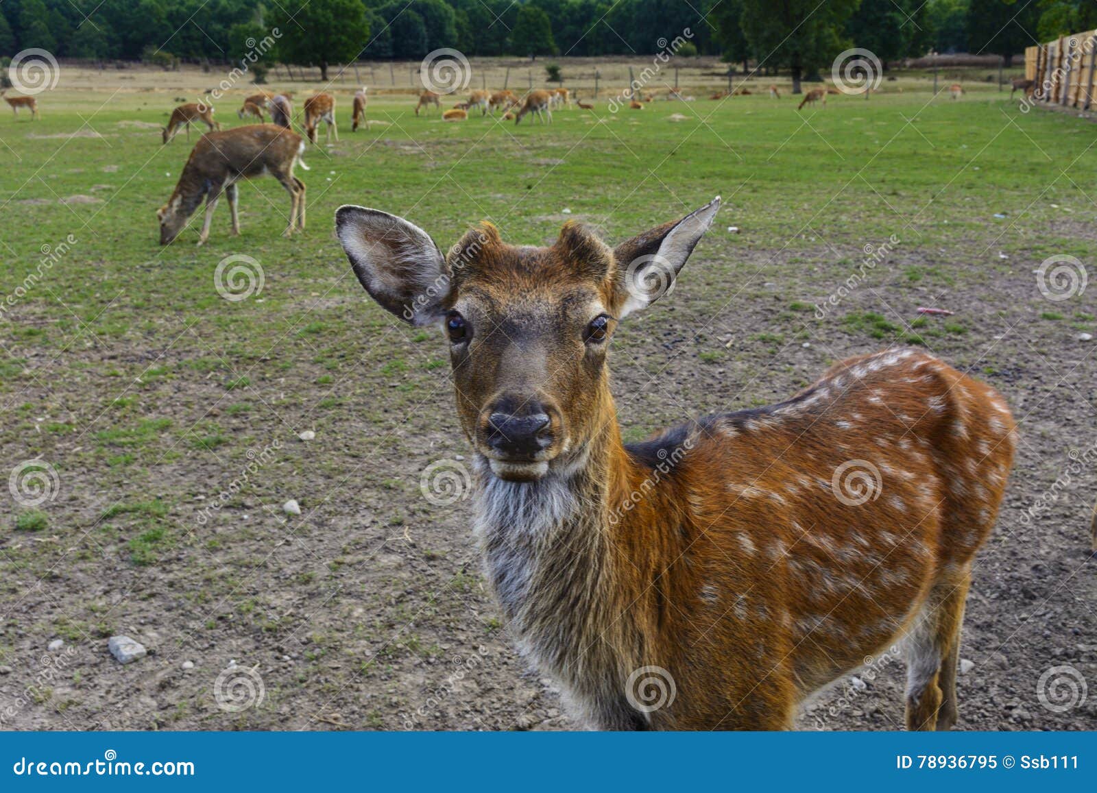 Deer - Large Animals with an Elegant Body and Slenderl Stock Image ...