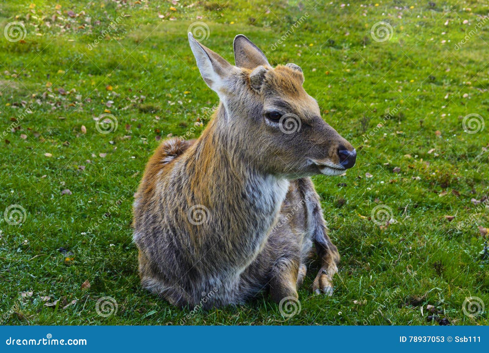 Deer - Large Animals with an Elegant Body and Slenderl Stock Image ...