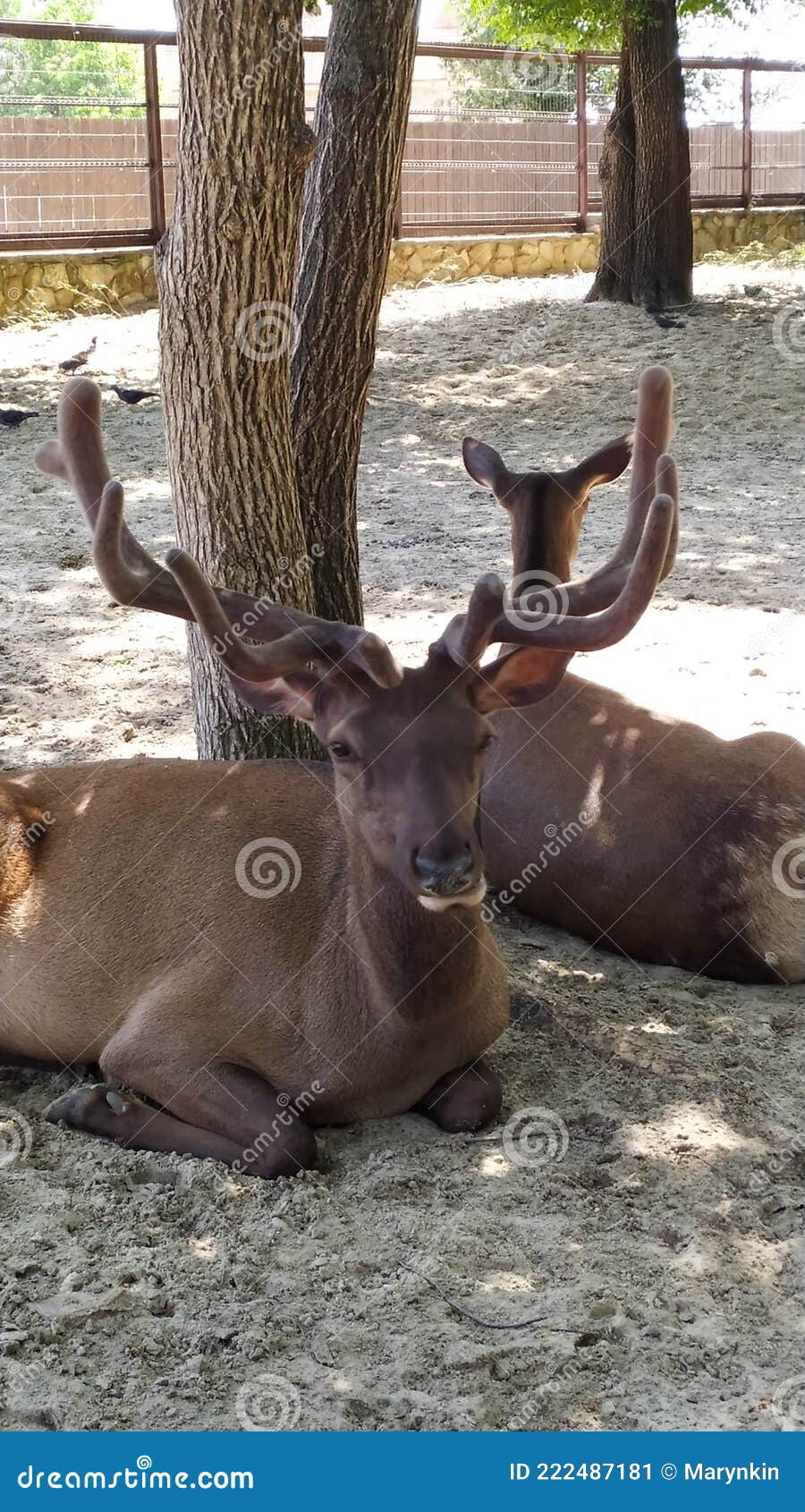 Deer with Large Antlers Lies in the Shade of a Tree Stock Image - Image ...