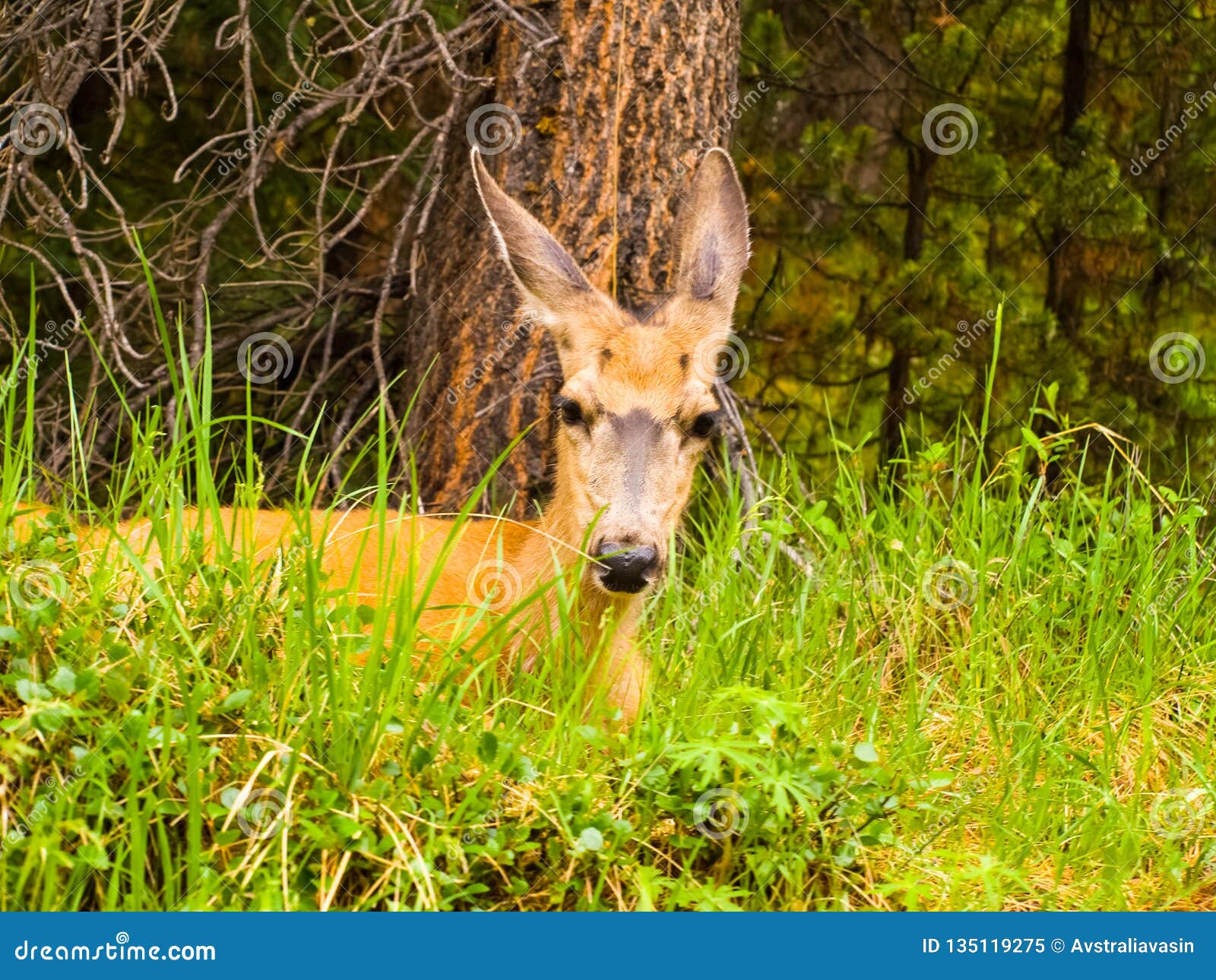 Deer on the Lawn in the Forest Stock Image - Image of forest, grazing ...