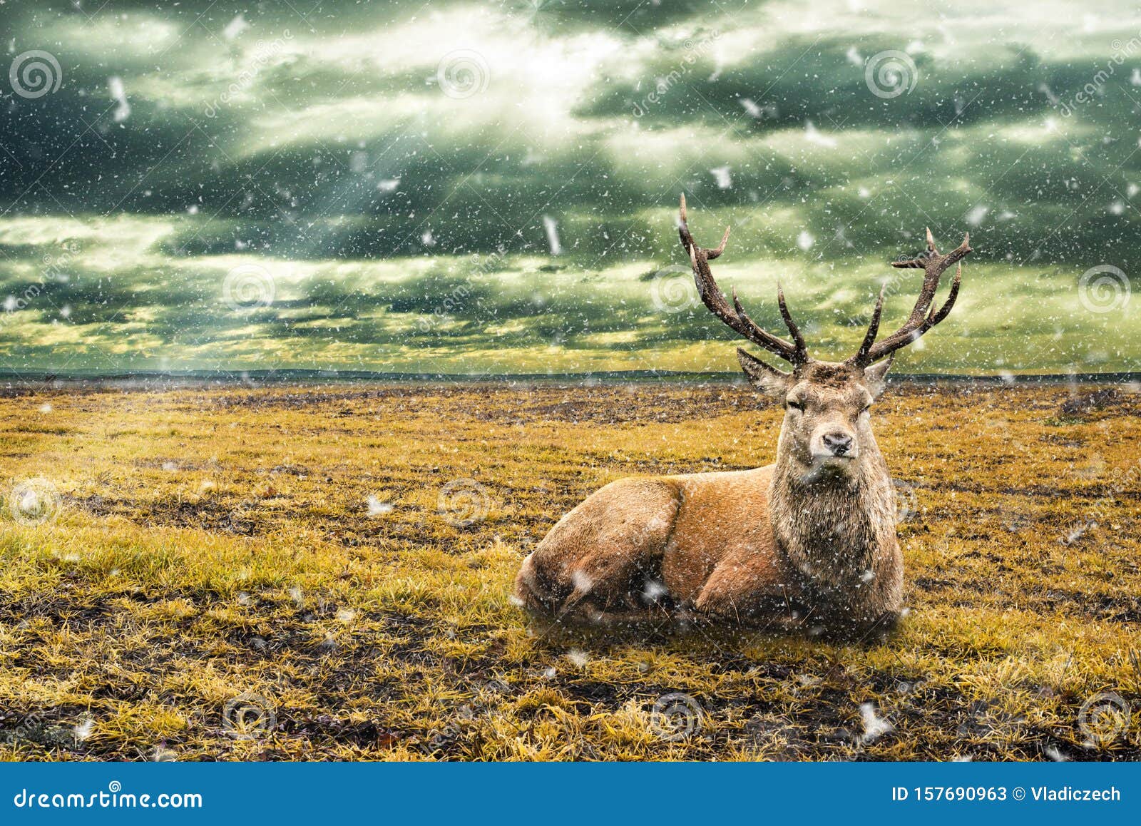 Deer Laying Down in Dry a Field and with Snow Flakes Falling Down ...