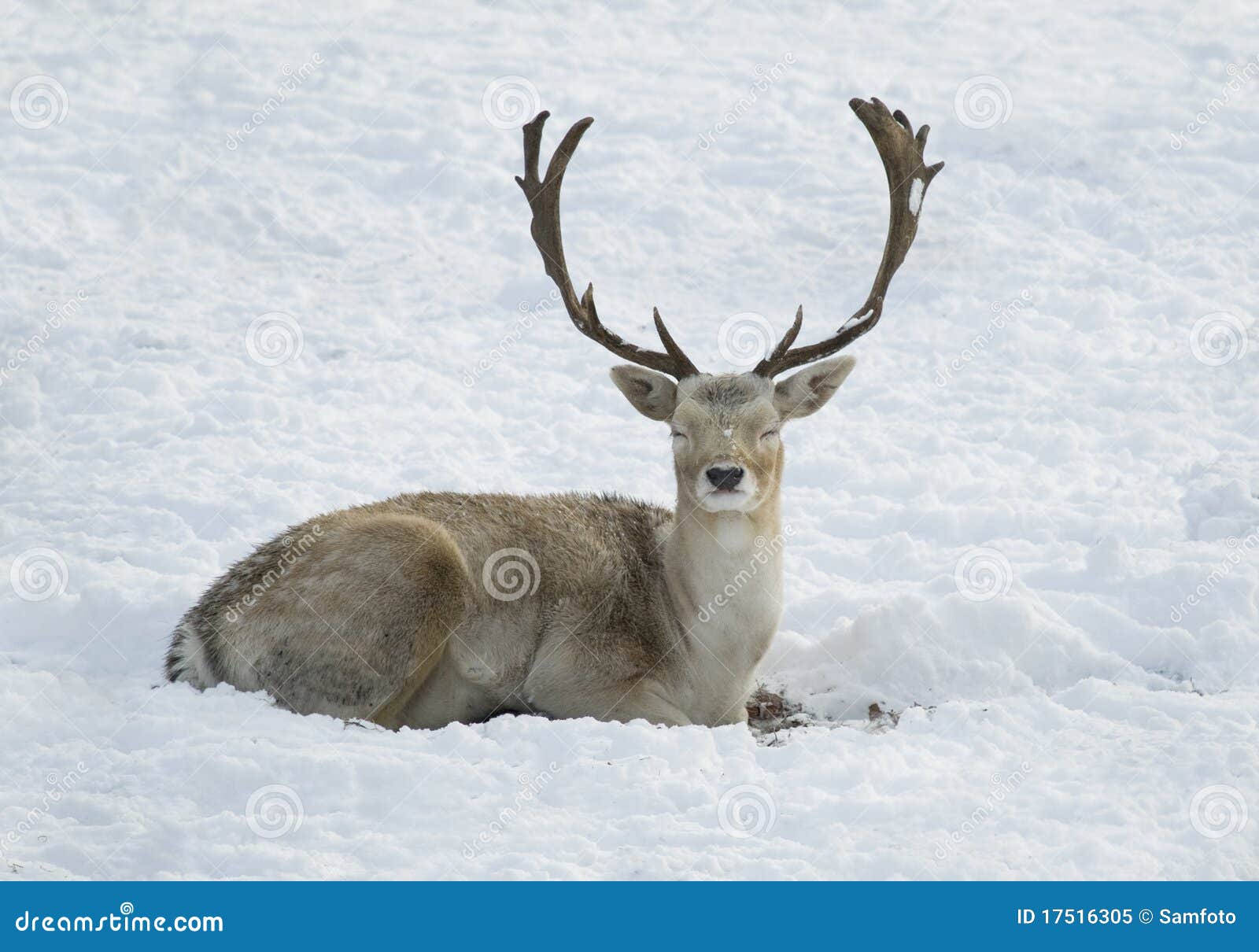 Deer Laying In Snow Royalty Free Stock Photo - Image: 17516305
