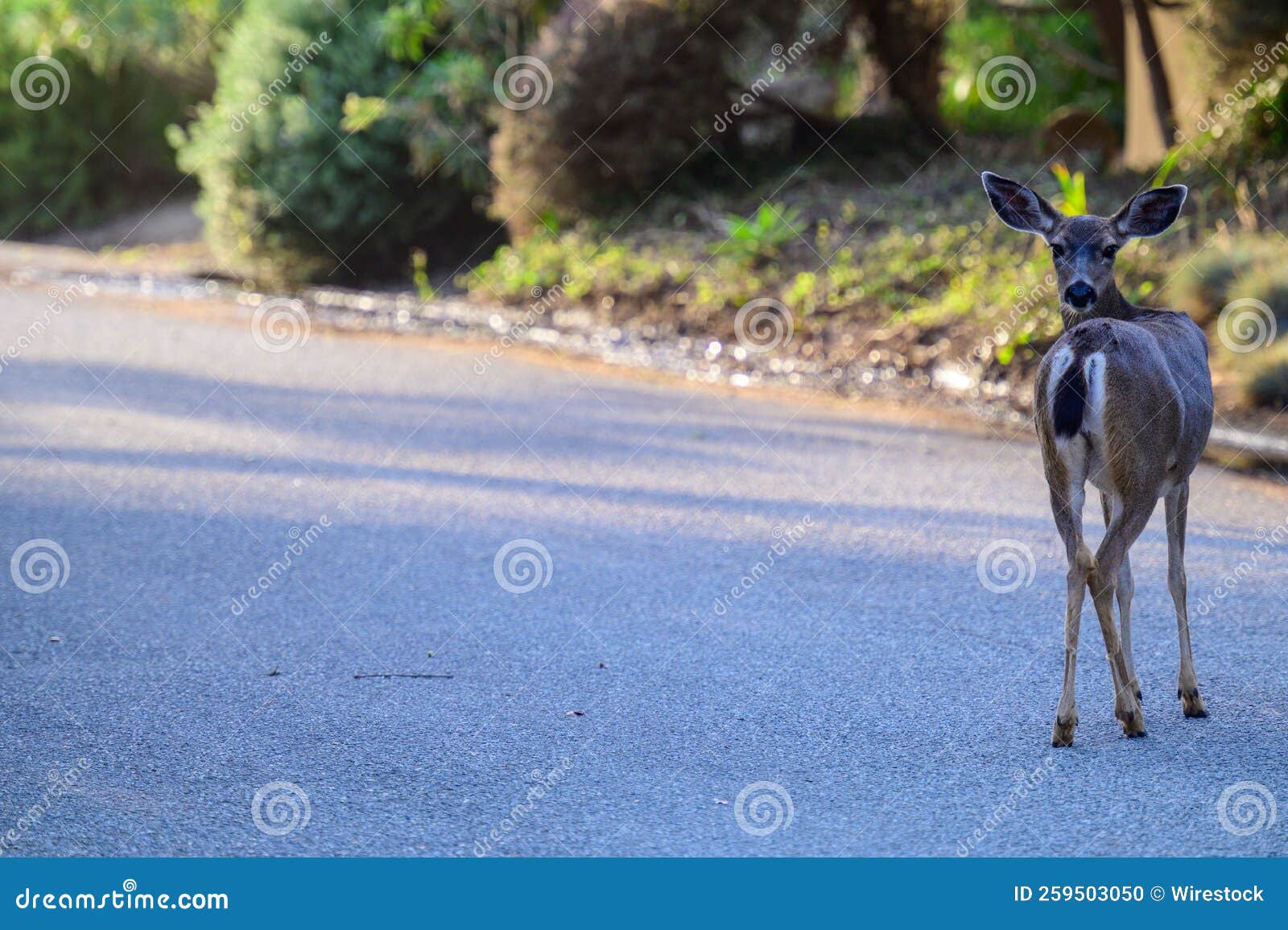 Deer Leaned Back, Standing on the Street Stock Photo - Image of forest ...