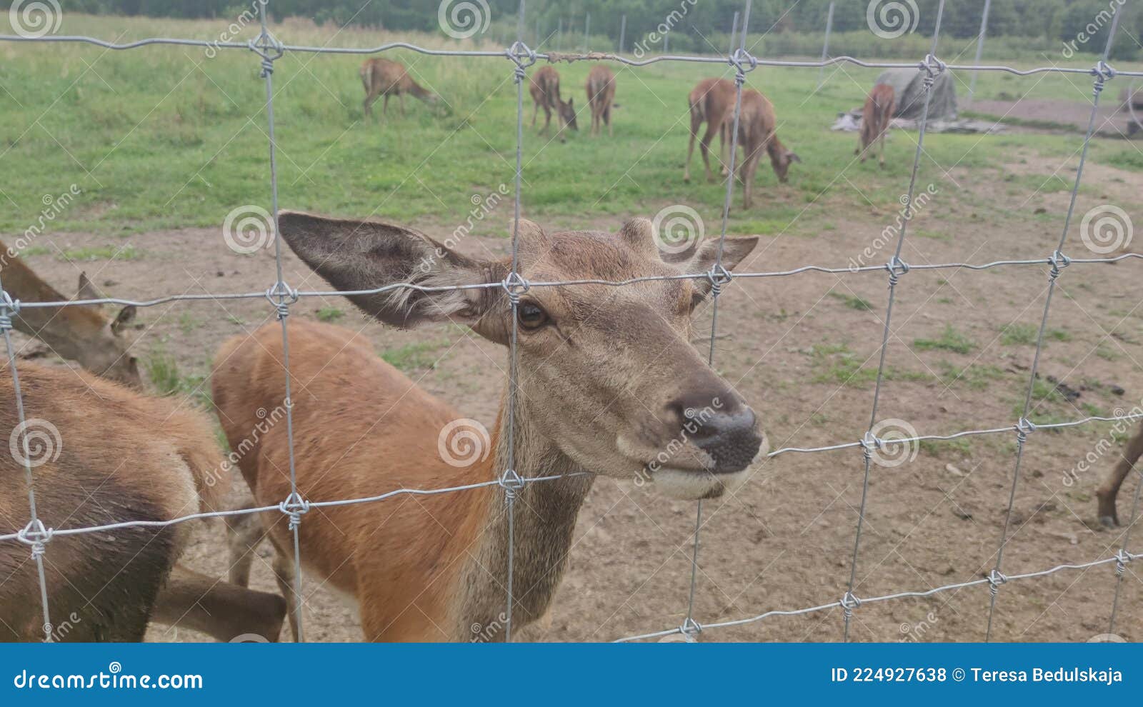 Deer! Lithuanian deer stock photo. Image of savanna - 224927638