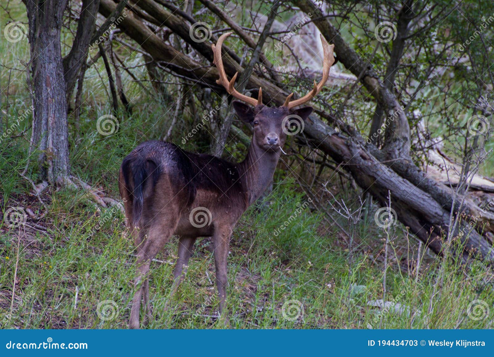 Deer with Little Gras Straw Stock Image - Image of little, gras: 194434703