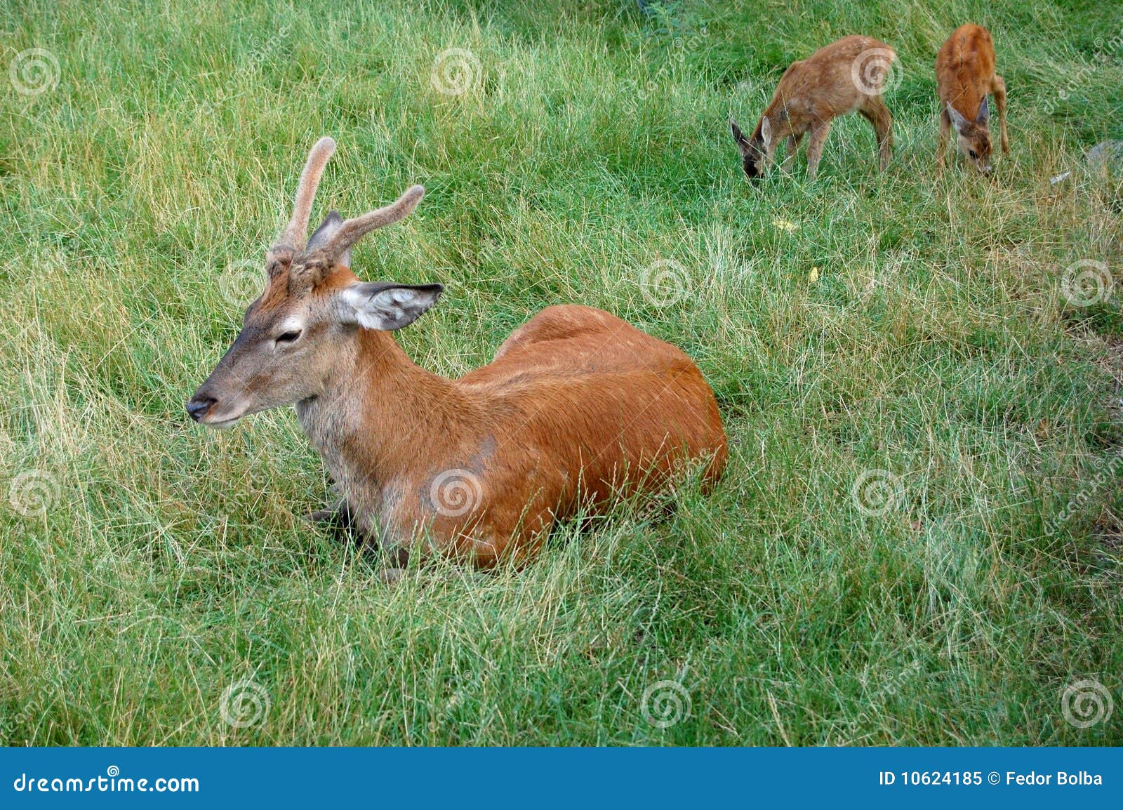 Deer with little ones stock image. Image of standing - 10624185