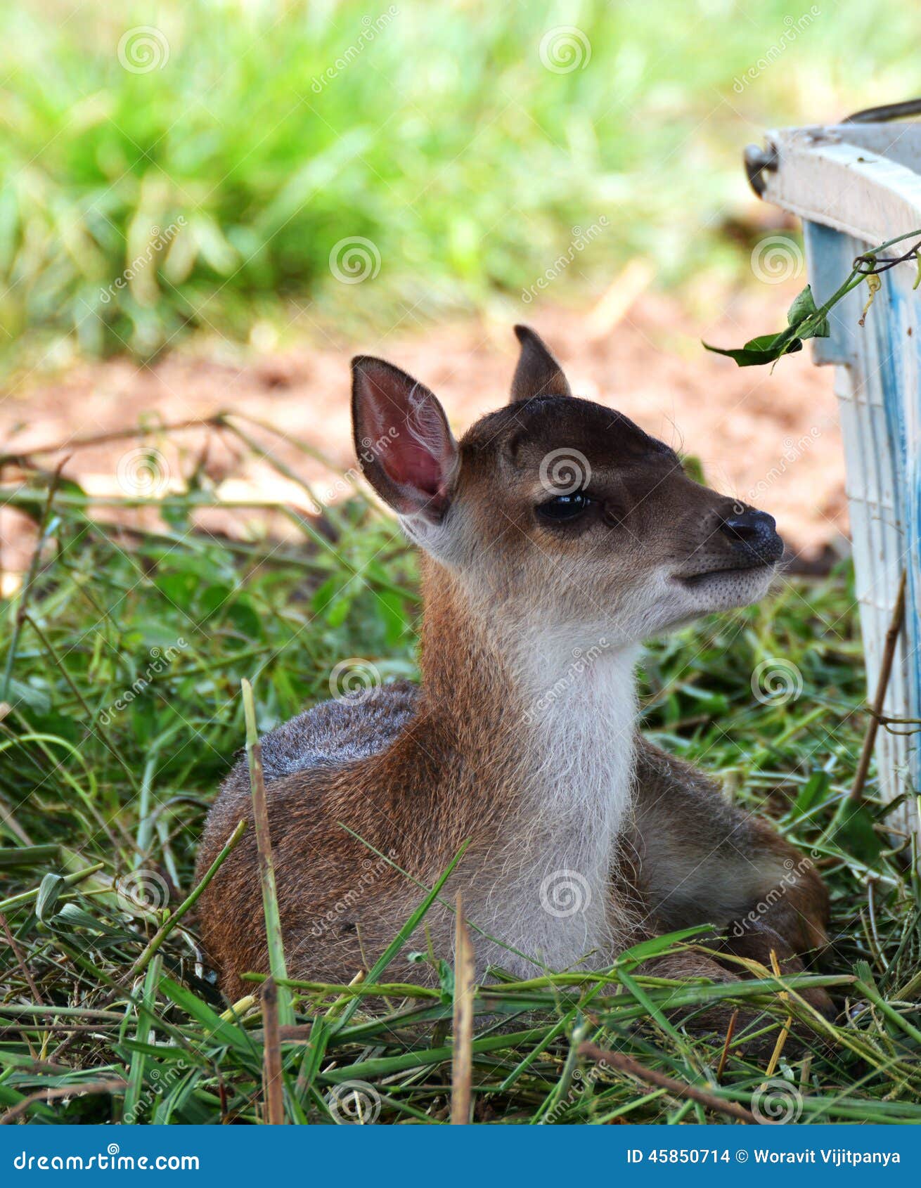 Deer little stock photo. Image of herbivore, outdoor - 45850714