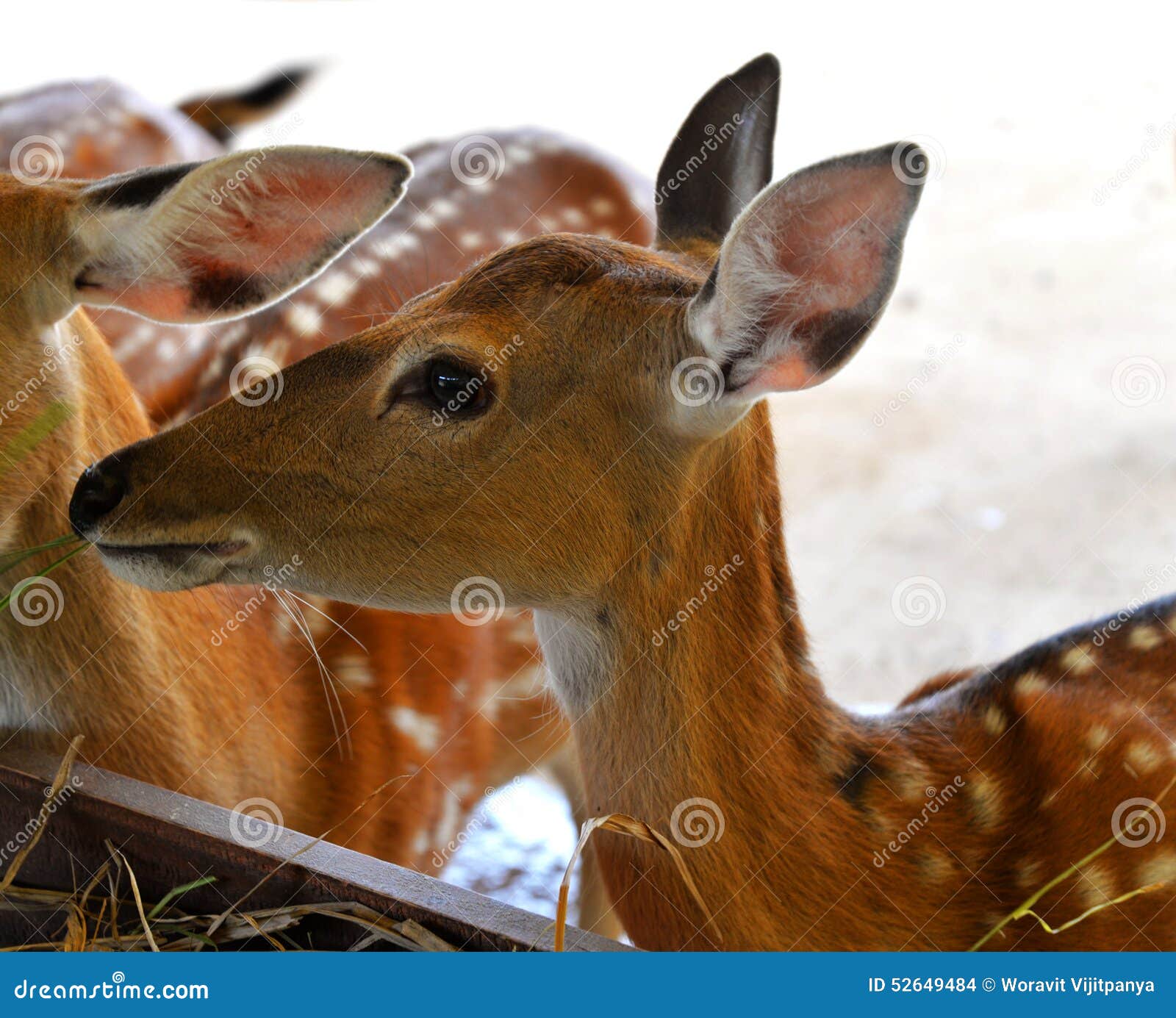 Deer little stock photo. Image of brown, watchful, open - 52649484