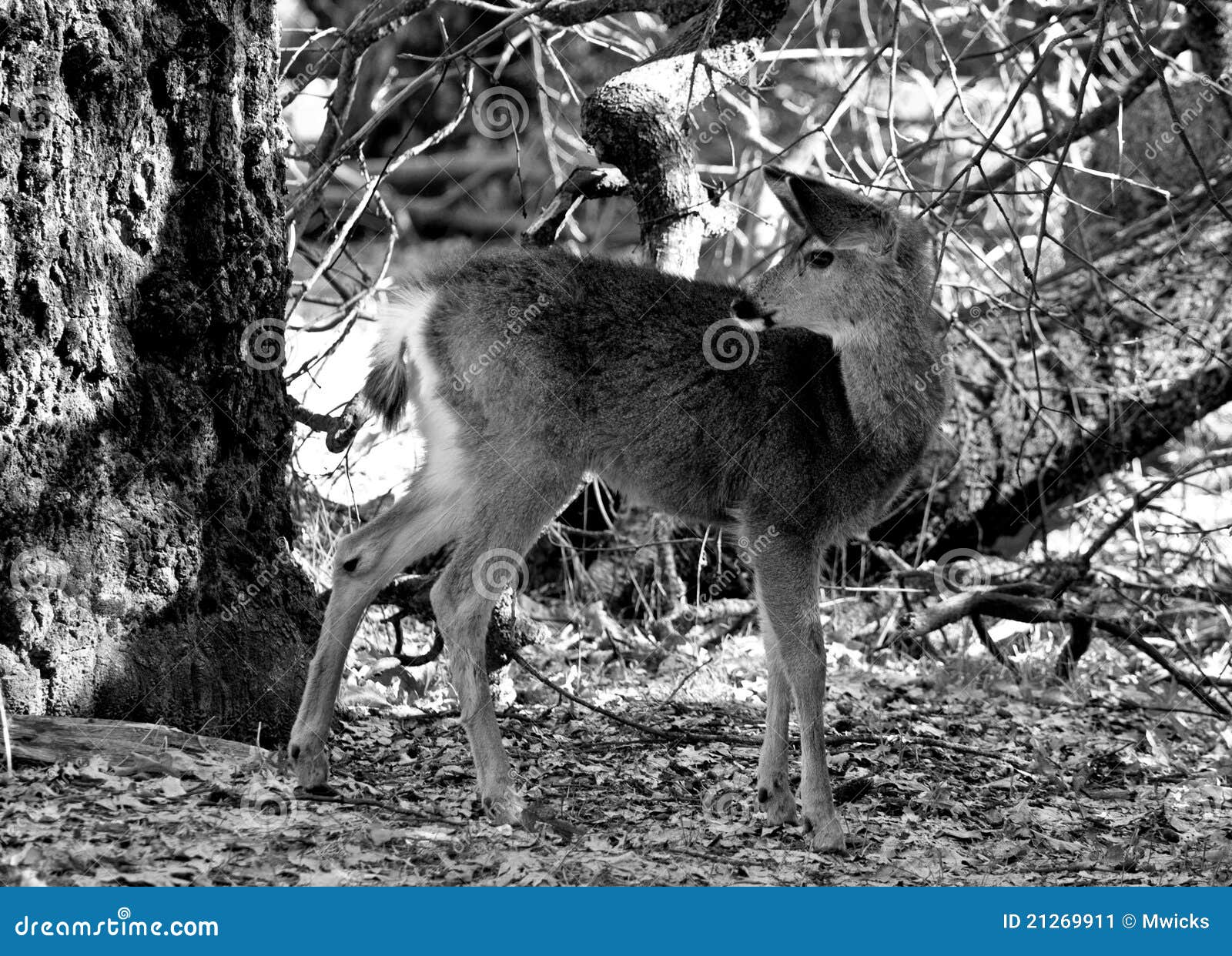 Deer looking back stock image. Image of trunk, tree, animal - 21269911