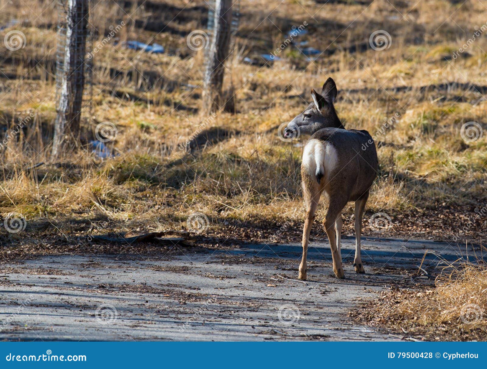 Deer looking back stock photo. Image of back, brown, animal - 79500428