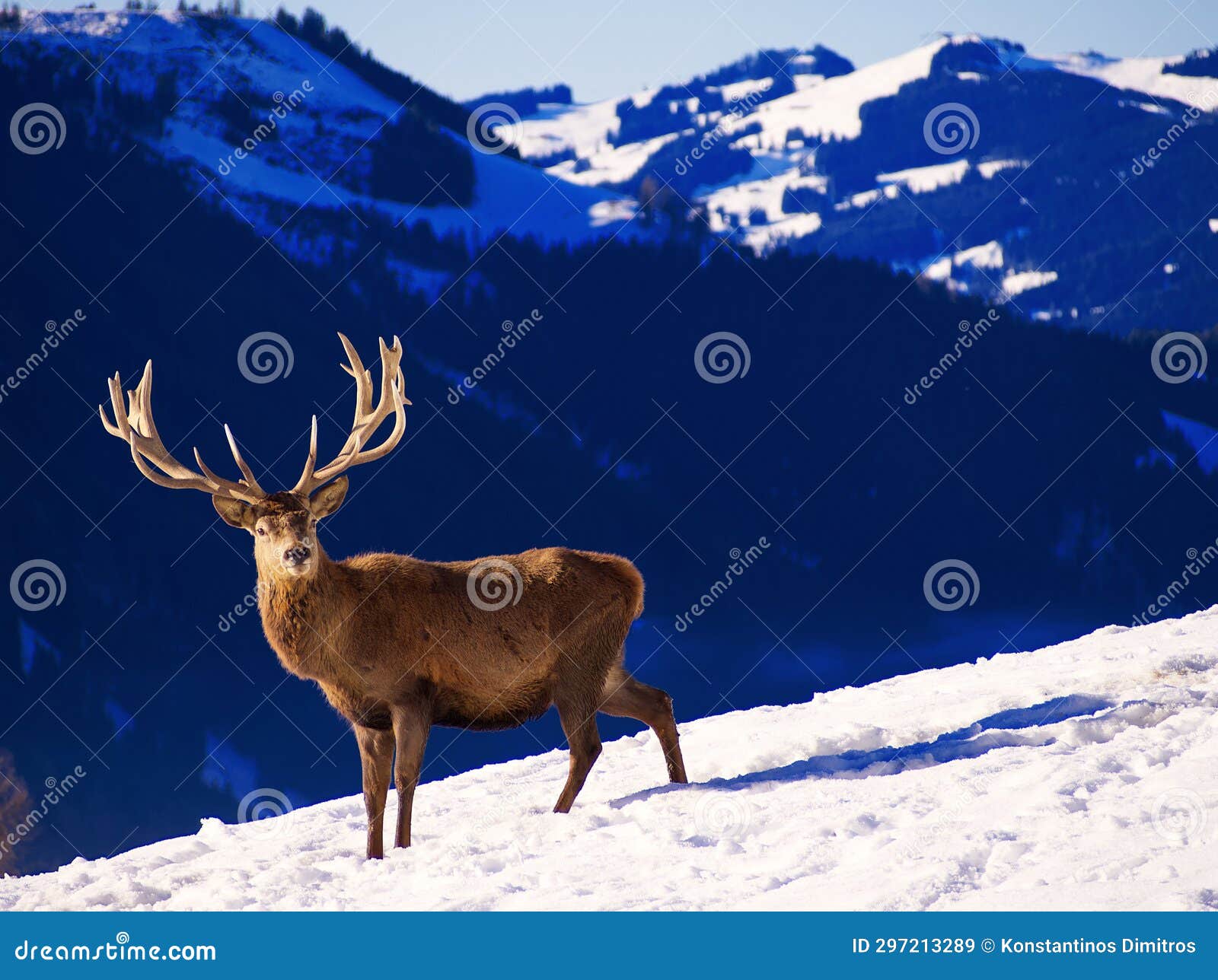 Deer Looking at Camera in Austrian Alps Stock Image - Image of sunny ...