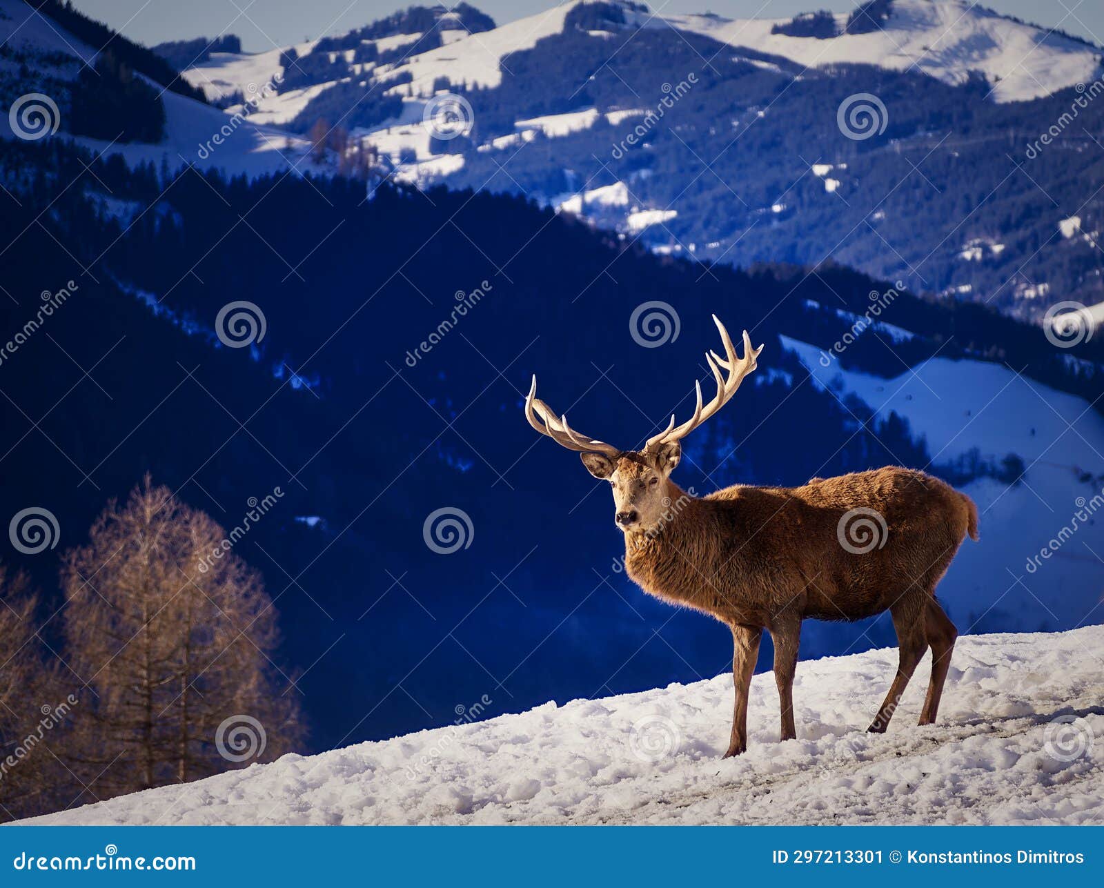 Deer Looking at Camera in Austrian Alps Stock Image - Image of ...