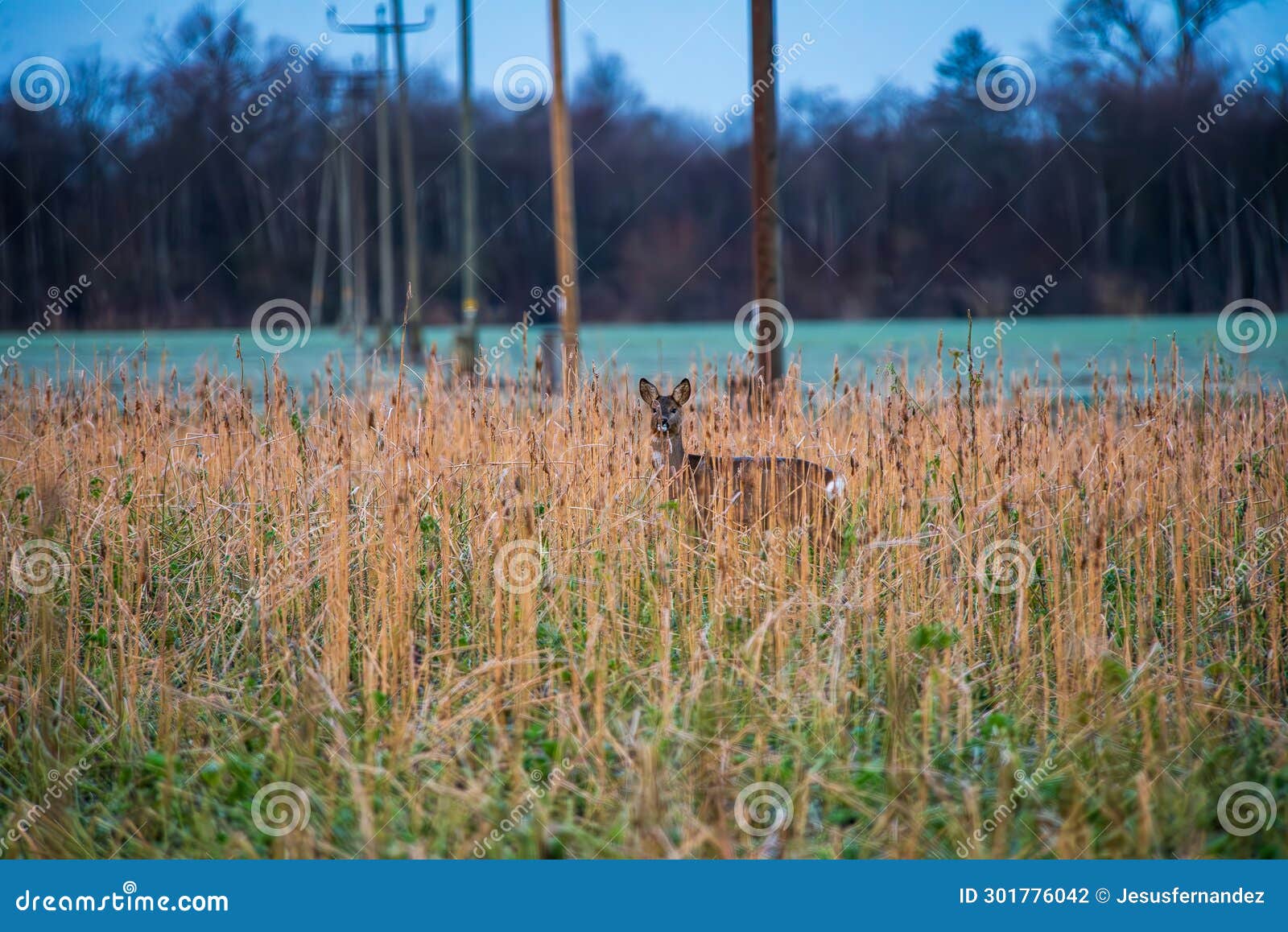 Deer behind tall grass stock photo. Image of conspiracy - 301776042