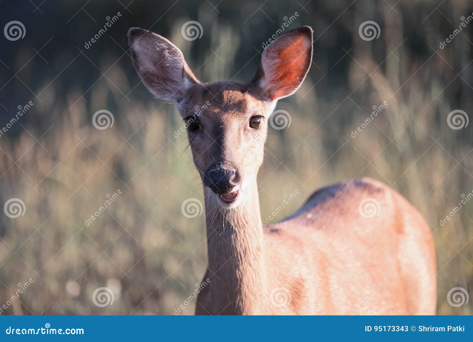 Deer Looking at the Camera Close-up Stock Image - Image of color, grass ...