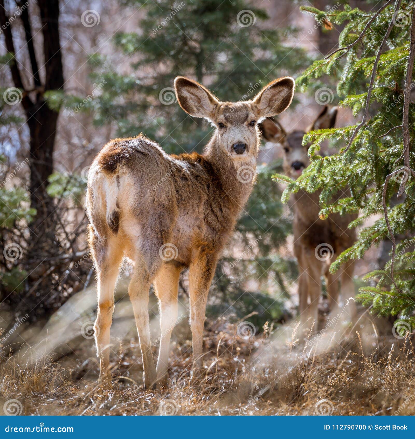 Deer Looking at Camera stock photo. Image of game, camera - 112790700