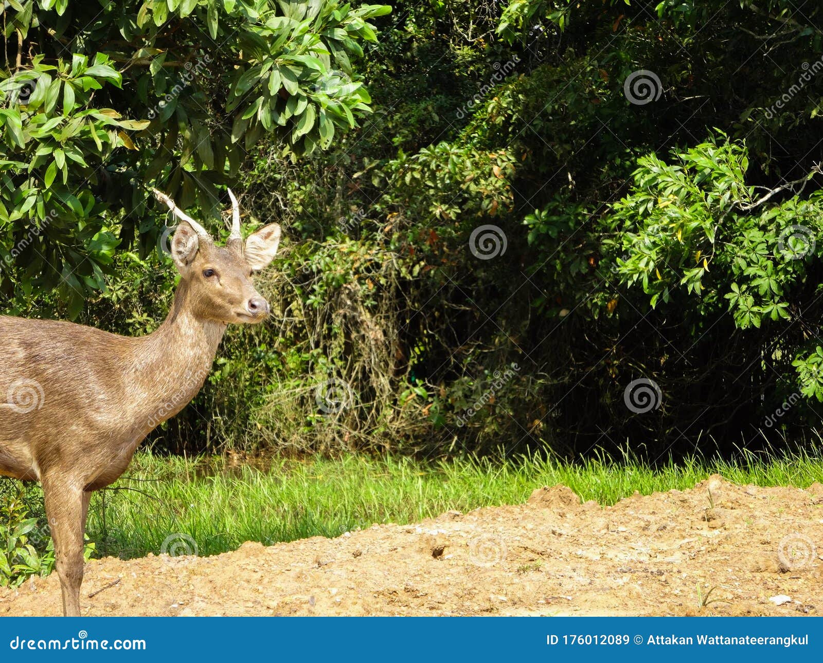Deer is Looking for Friends in the Pack Stock Image - Image of lone ...