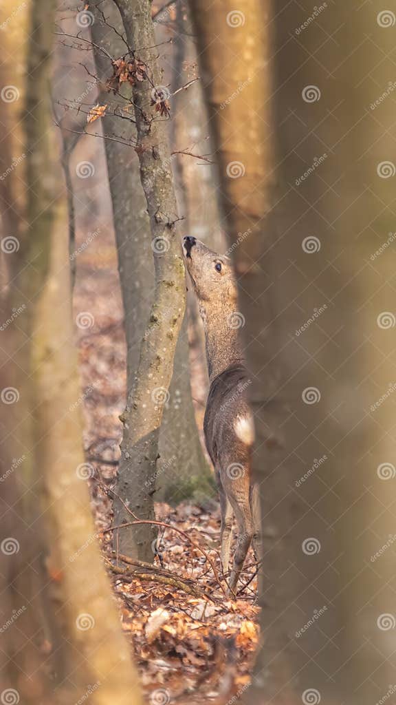 A Deer Looking Out through the Trees with an Angry Expression Stock ...