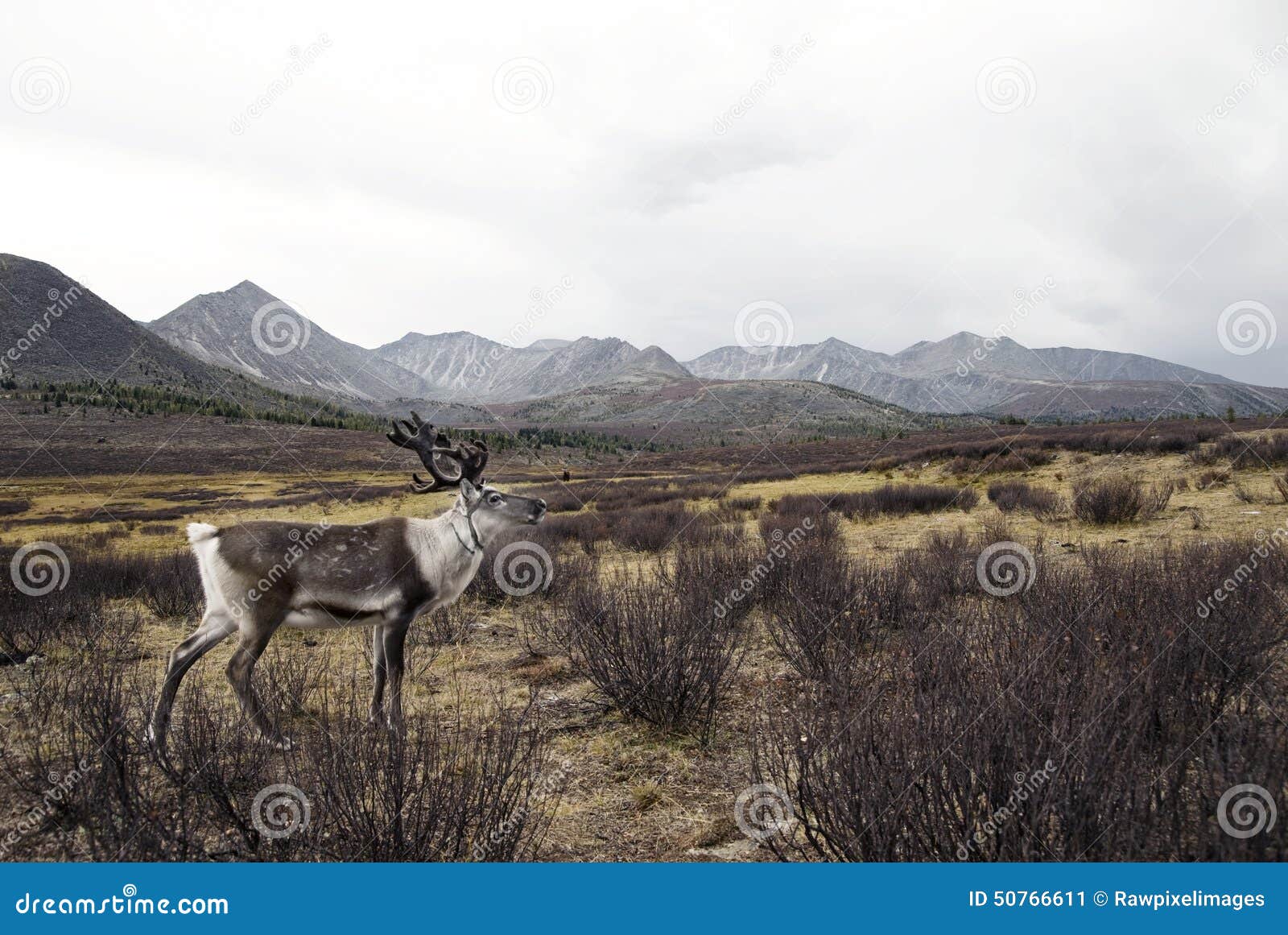 Deer Looking Over at the Beautiful Nature Scenic Concept Stock Image ...