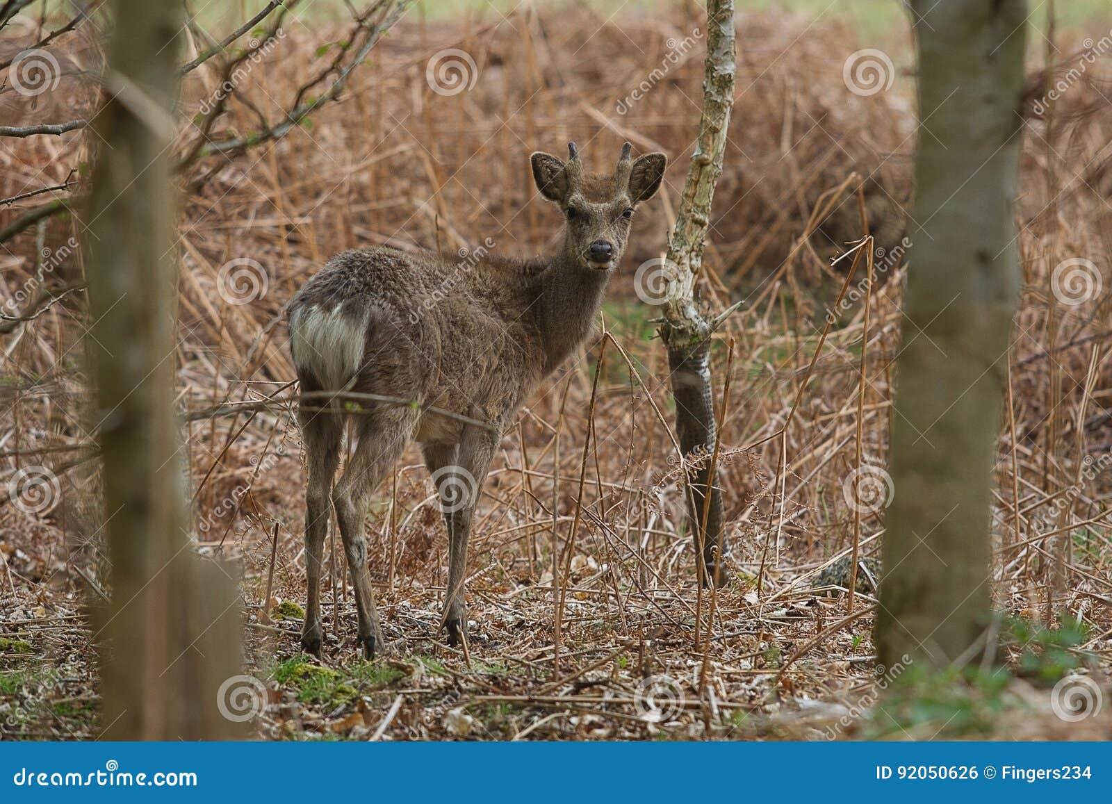 Deer Looking Over it`s Shoulder Stock Photo - Image of camouflaged ...