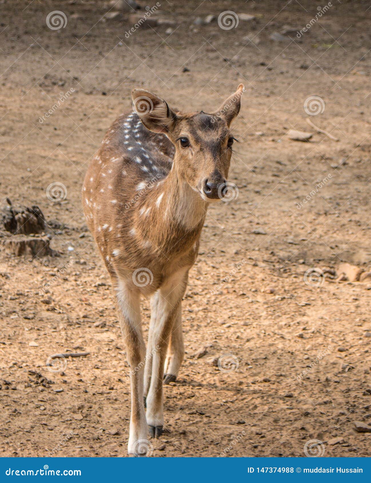Deer is Looking Towards Camera Stock Photo - Image of camera, deer ...