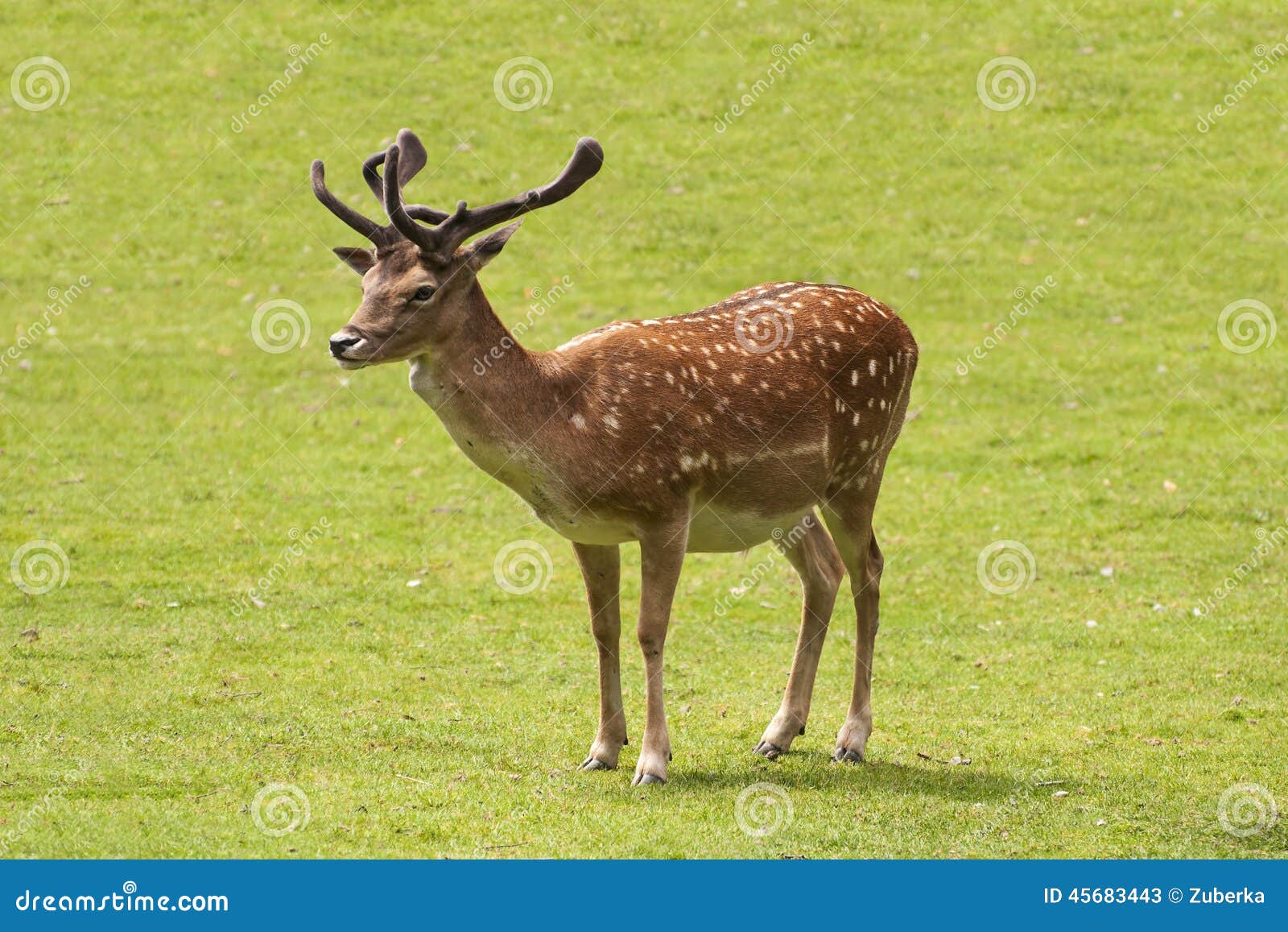 Deer looking stock image. Image of young, meadows, wildlife - 45683443