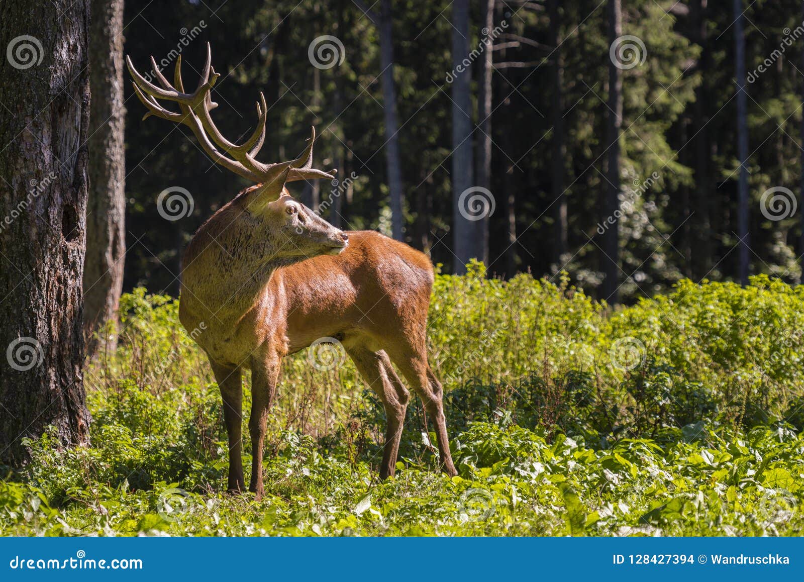 A deer looks back stock photo. Image of season, hide - 128427394