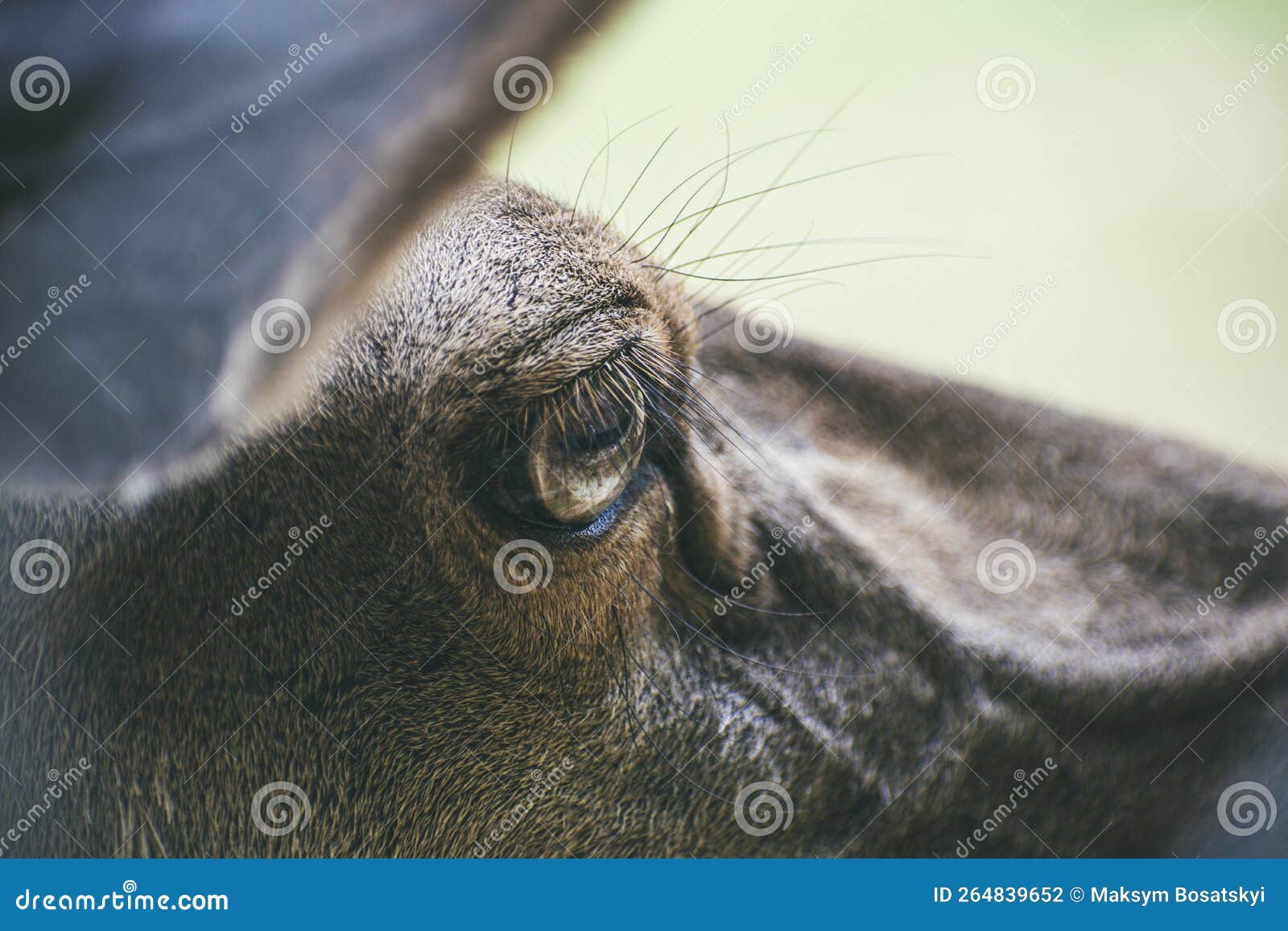 The Deer Looks into the Distance Stock Photo - Image of animal, fauna ...