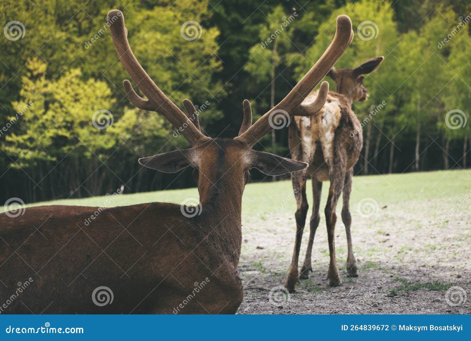 The Deer Looks into the Distance Stock Photo - Image of mammal, meadow ...