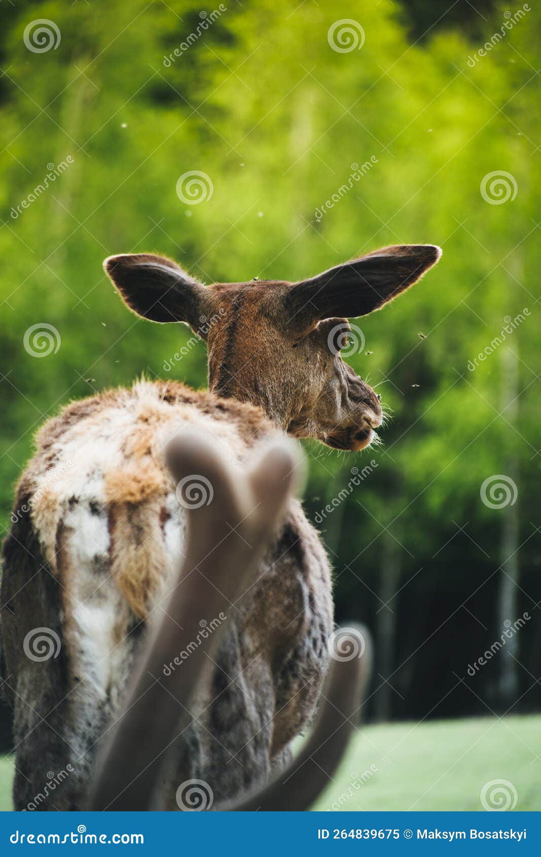 The Deer Looks into the Distance Stock Image - Image of distance, fauna ...