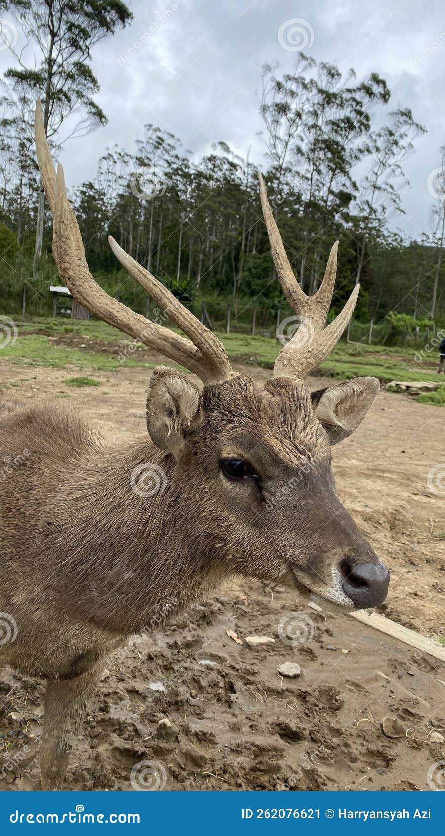 Deer head stock image. Image of happy, head, natural - 262076621