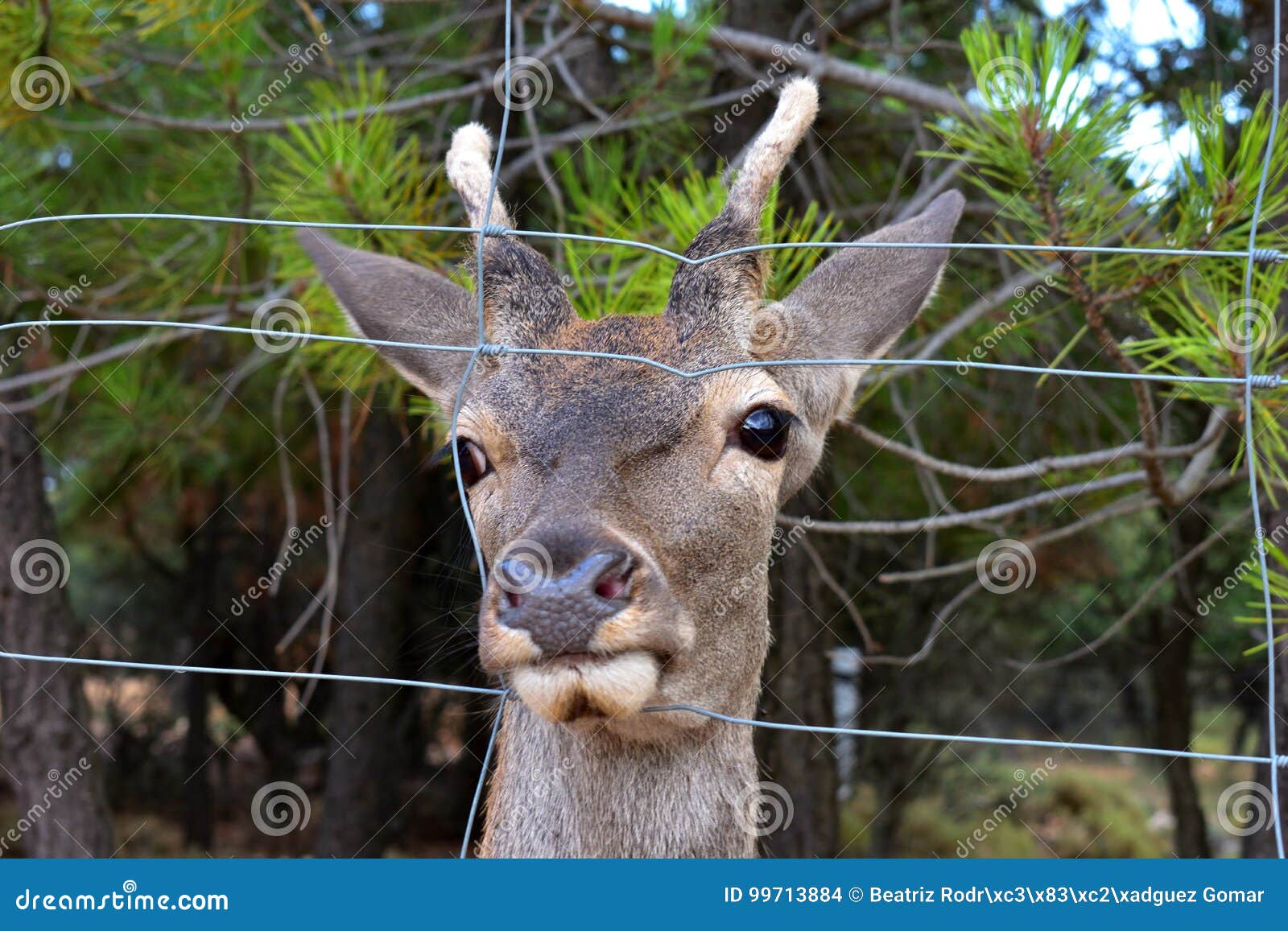 Sad deer stock photo. Image of fawn, brown, ruminant - 99713884