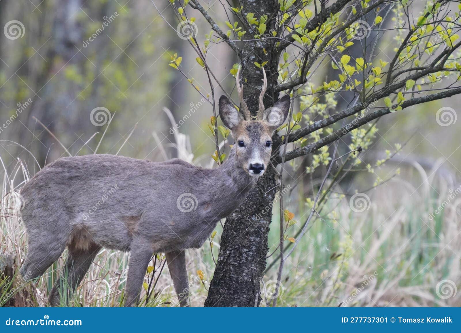 A Deer Looks at a Photographer in the Forest Stock Image - Image of ...