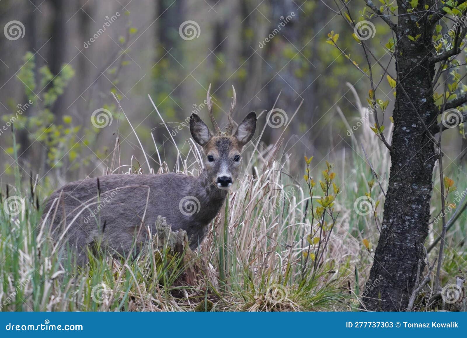 A Deer Looks at a Photographer in the Forest Stock Image - Image of ...