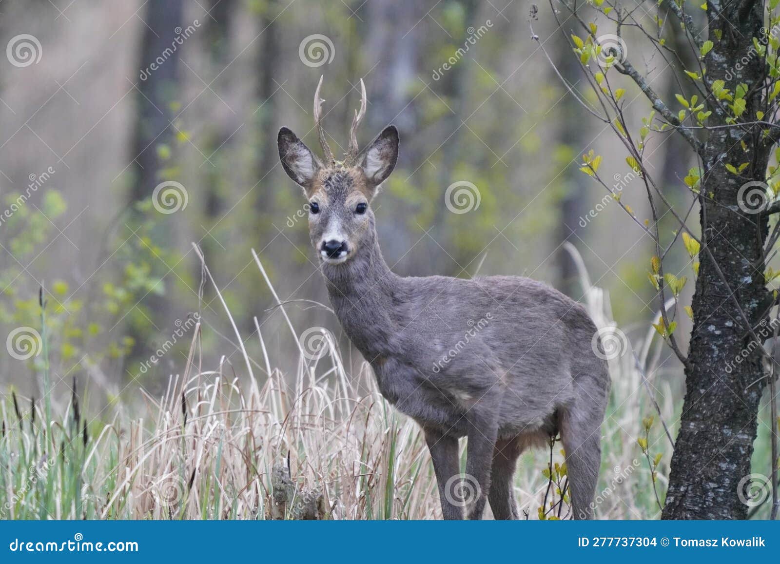 A Deer Looks at a Photographer in the Forest Stock Photo - Image of ...