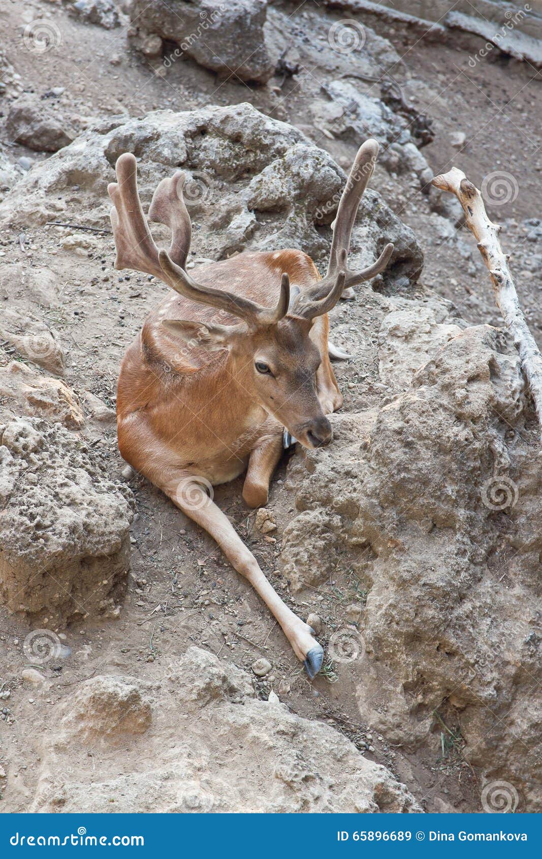 Deer stock image. Image of park, stag, national, nature - 65896689