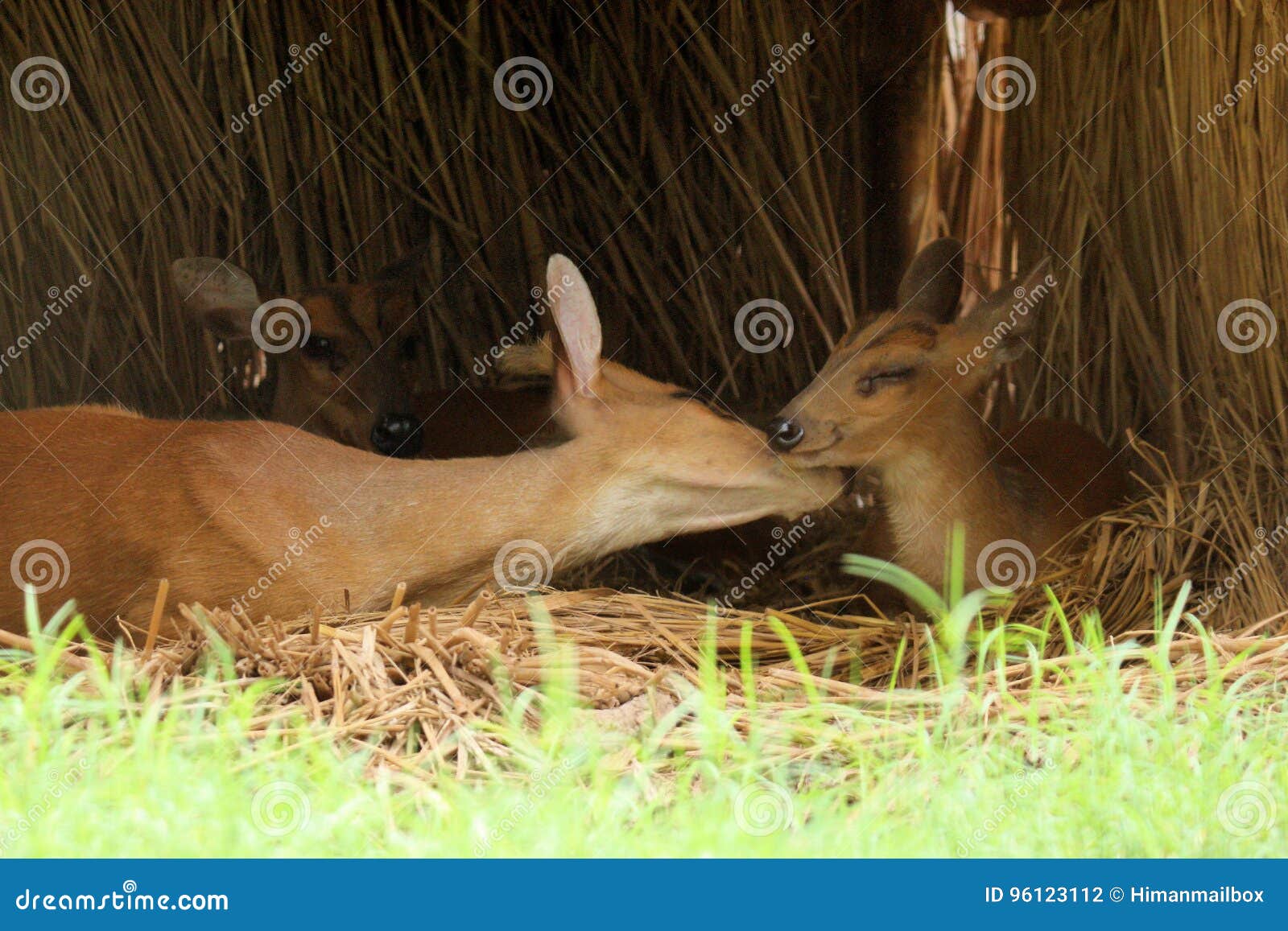 Deer making love stock photo. Image of domination, cervus - 96123112