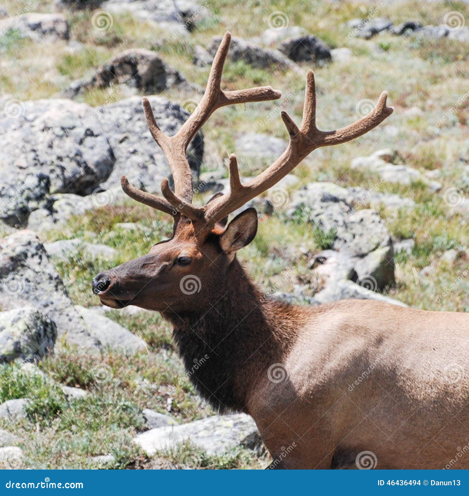 Deer stock photo. Image of hunters, horns, nature, male - 46436494