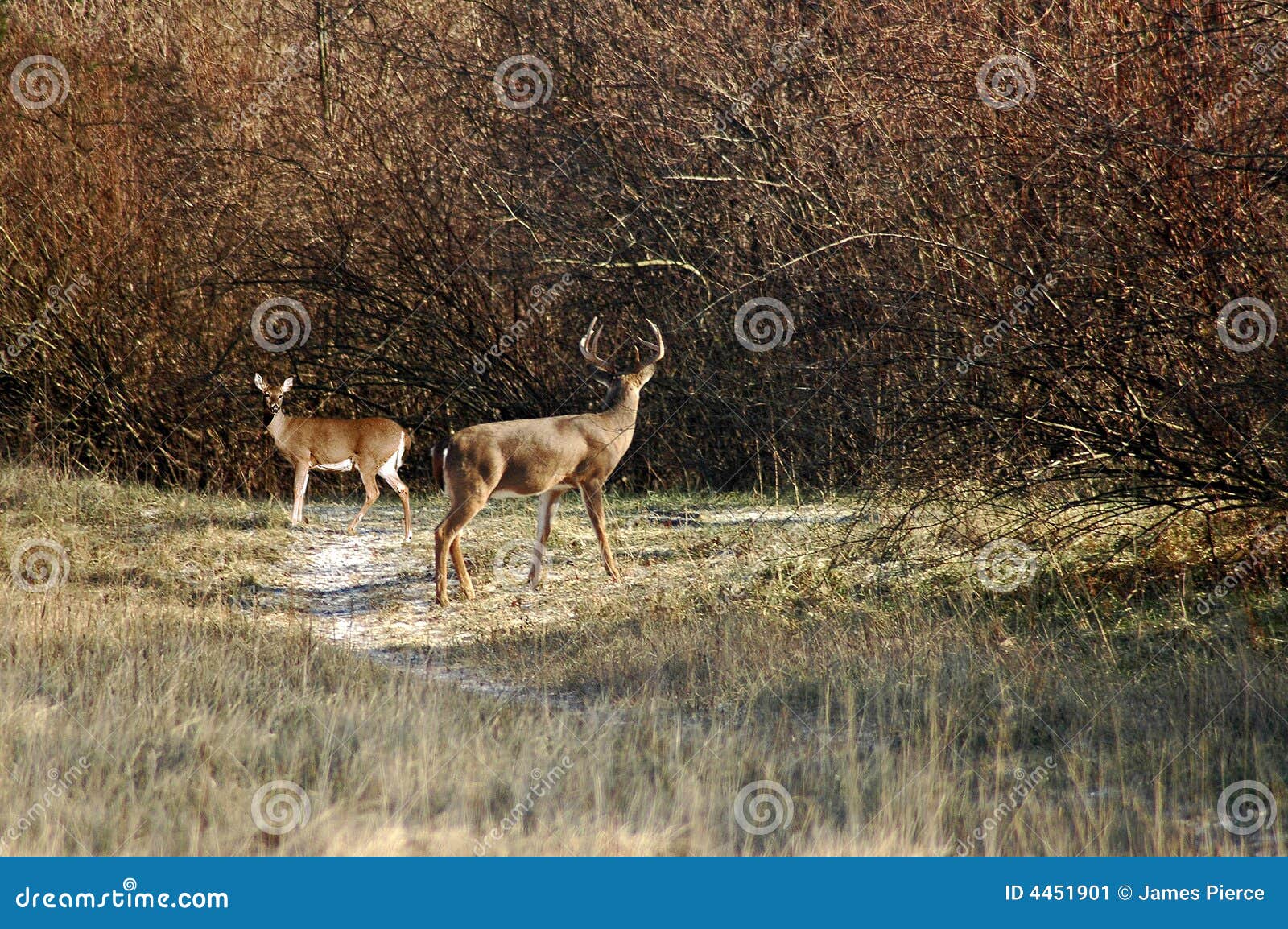 Deer mating stock image. Image of white, conservation - 4451901