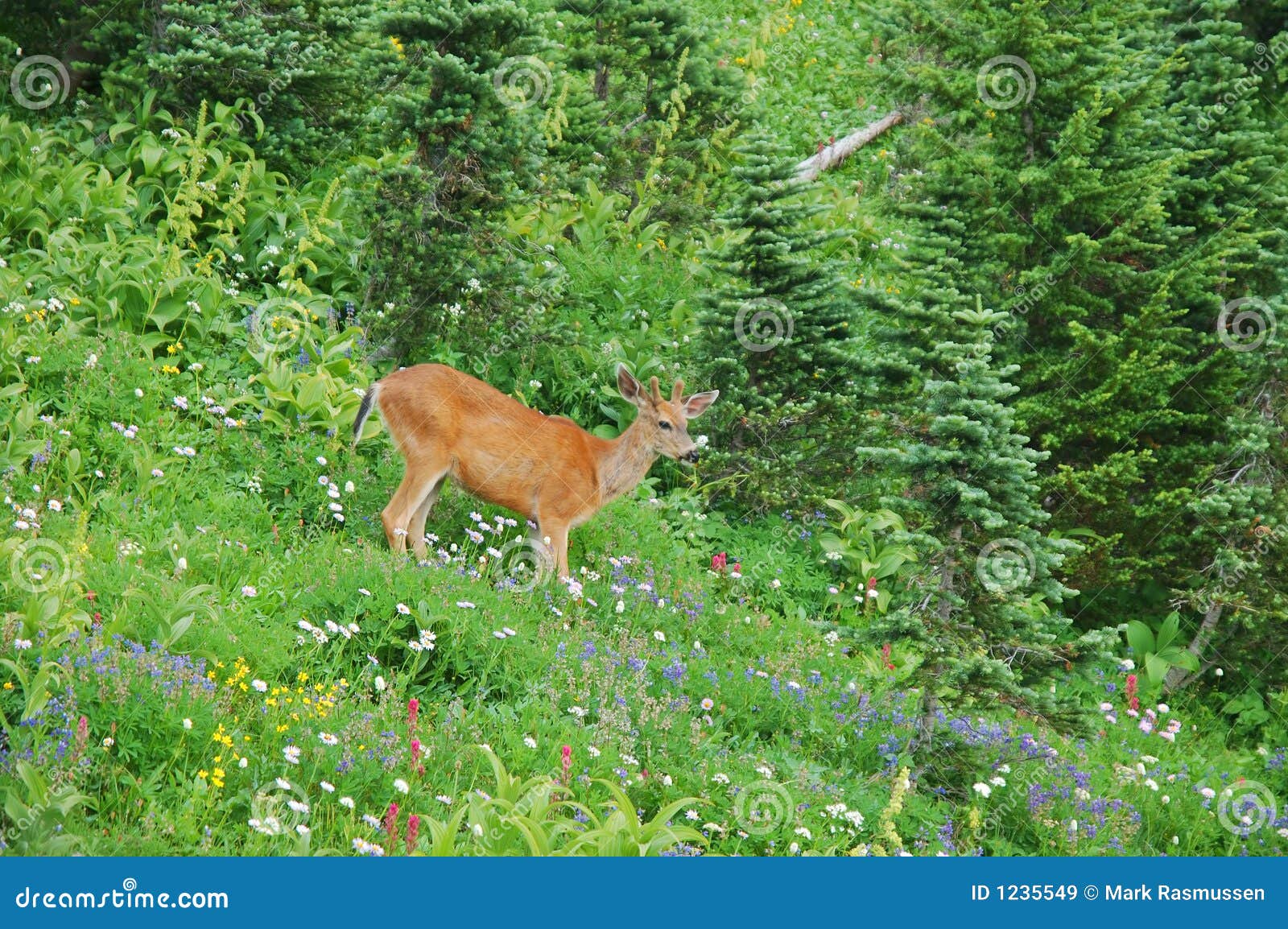 Deer in a meadow stock image. Image of hunting, summer - 1235549