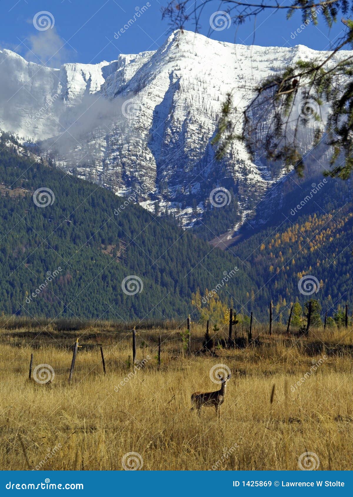 Deer in Meadow stock image. Image of deer, mountains, barbed - 1425869