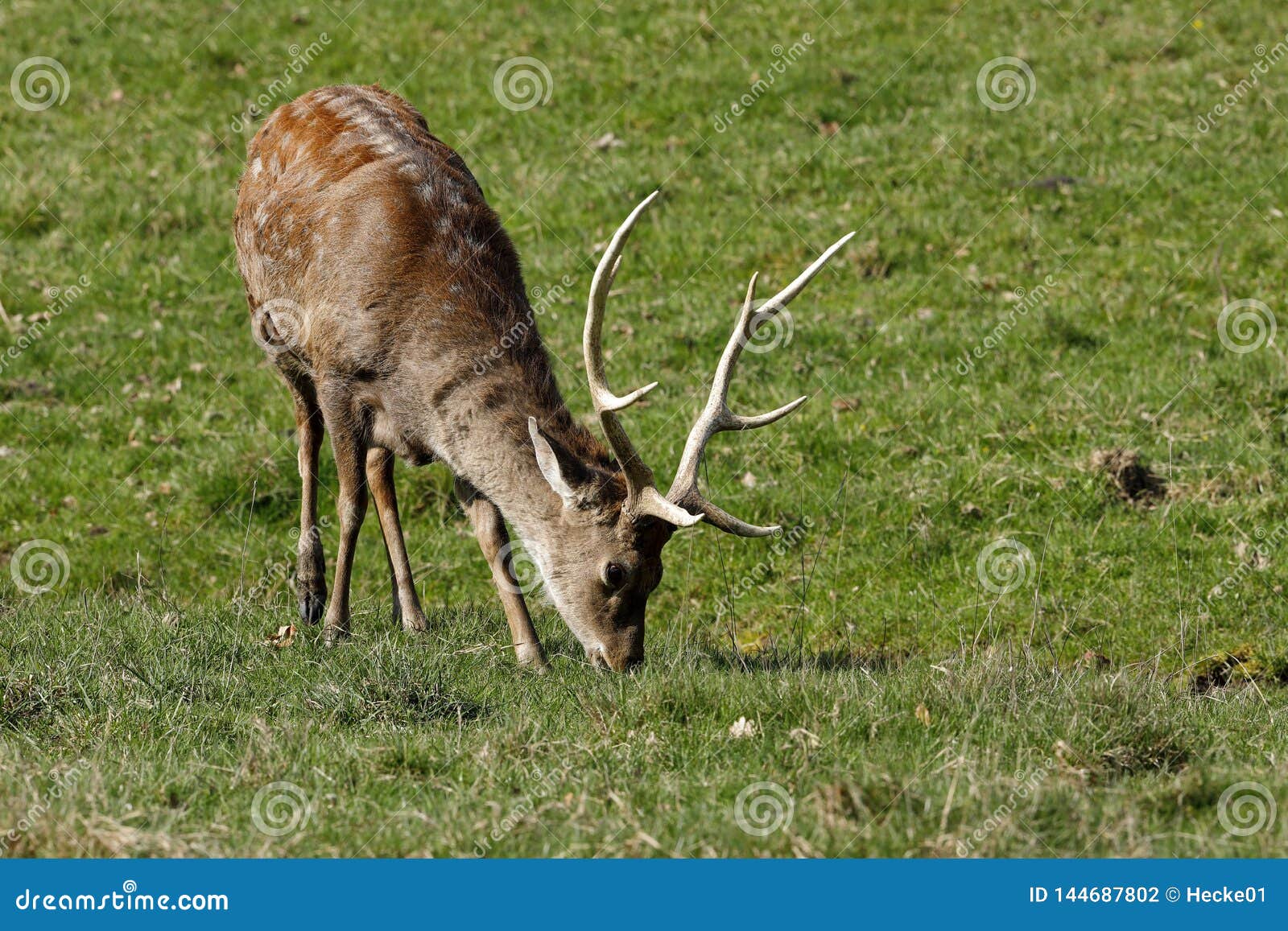 Deer in a meadow stock photo. Image of animal, wild - 144687802