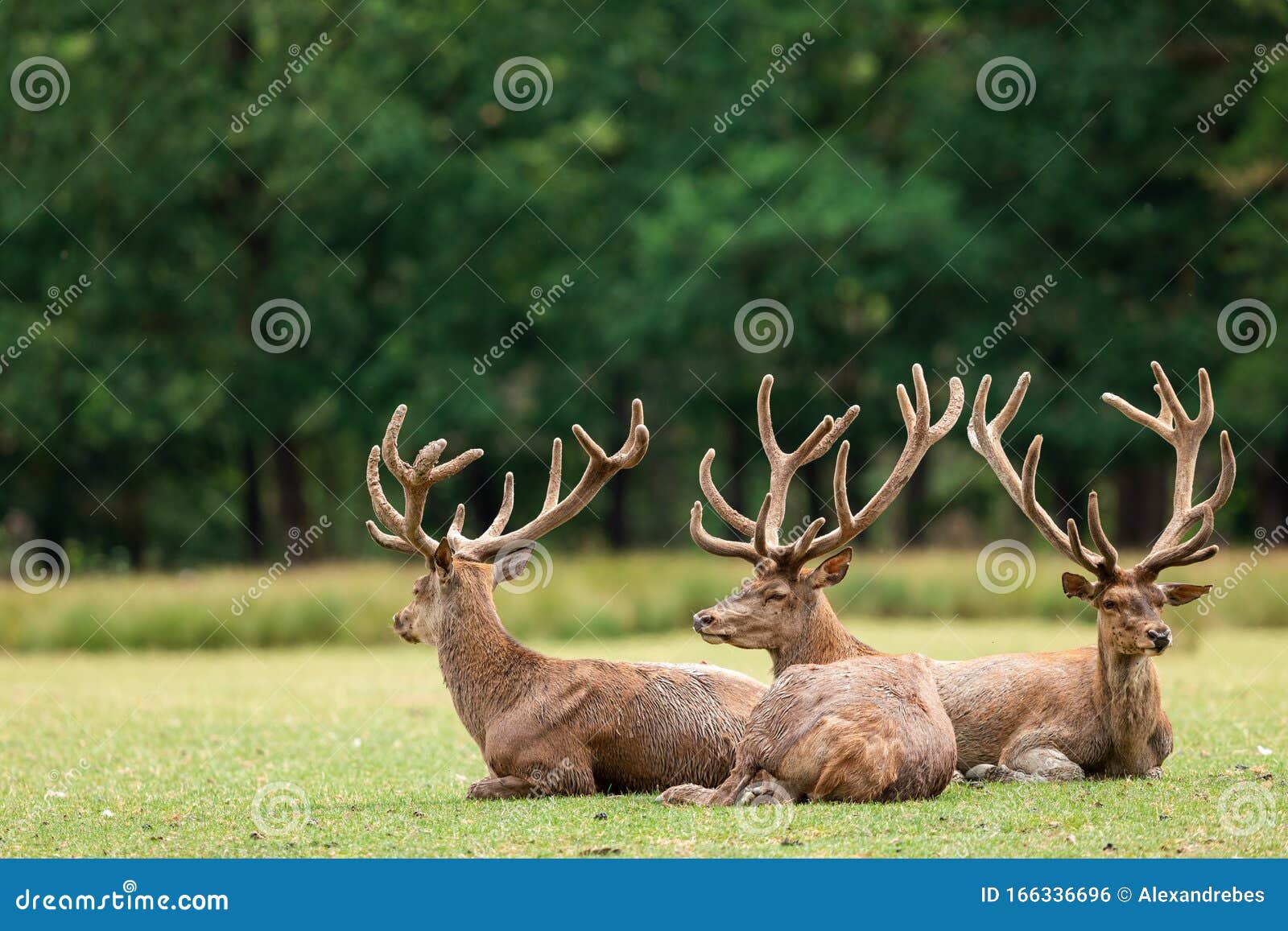 Deer in the meadow stock photo. Image of decoration - 166336696