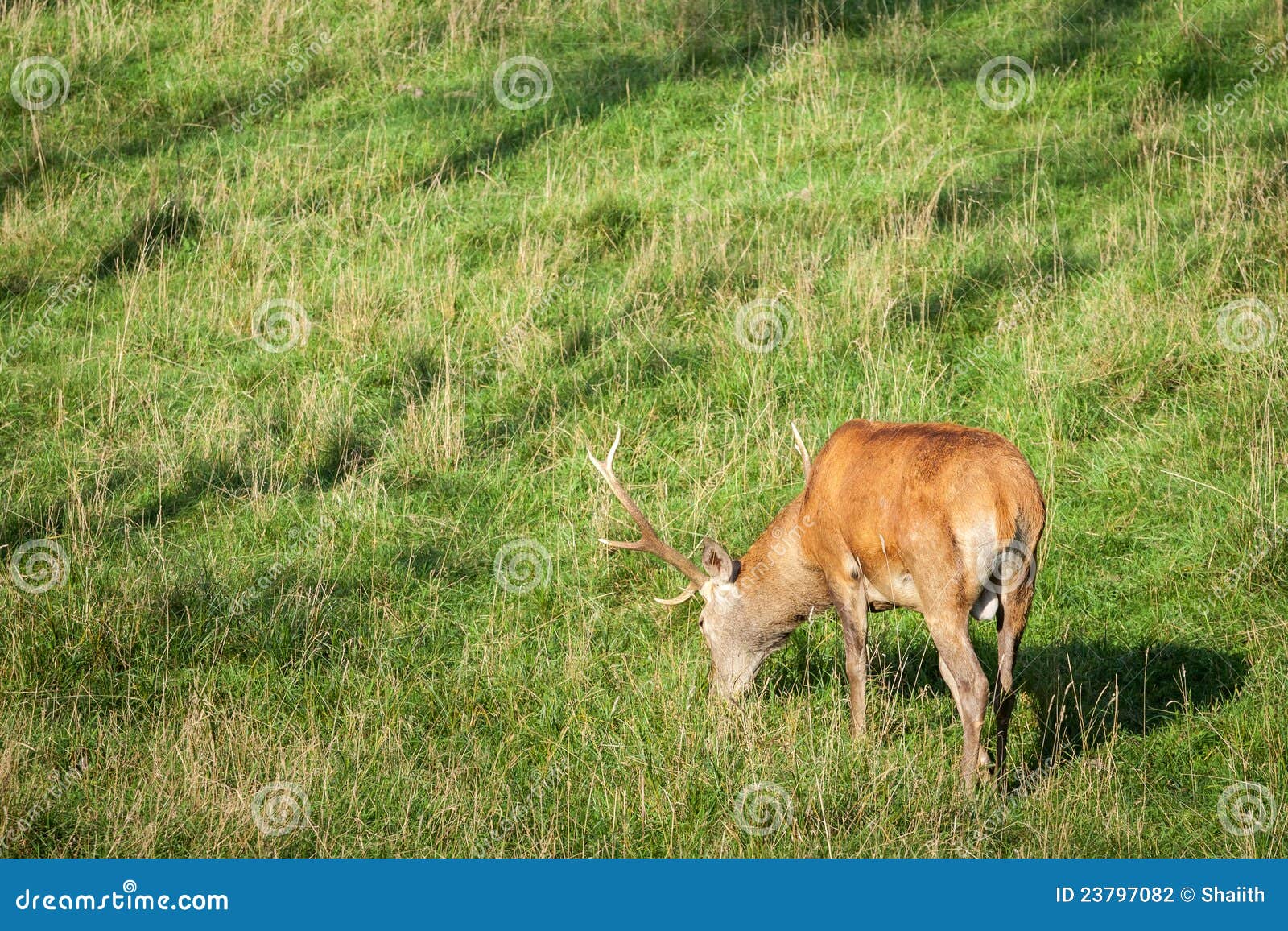 Deer in the meadow stock photo. Image of landscape, outdoors - 23797082