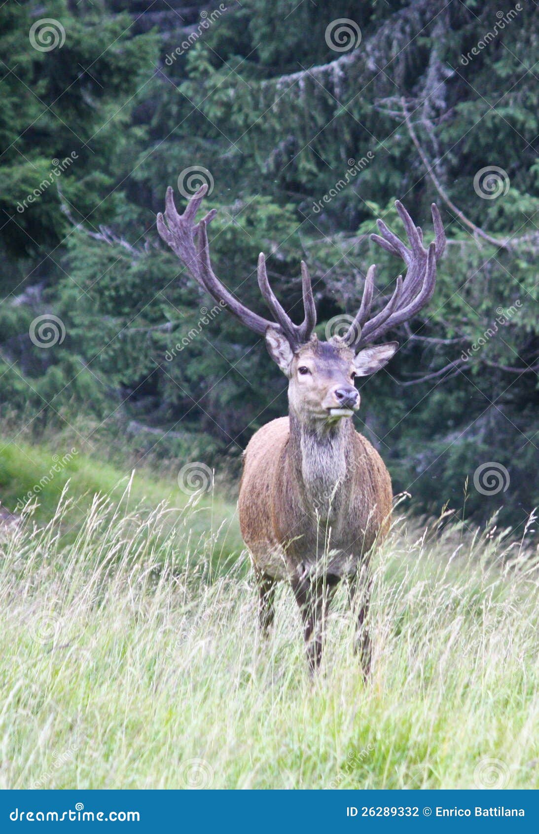 The deer in the meadow stock photo. Image of hind, hart - 26289332