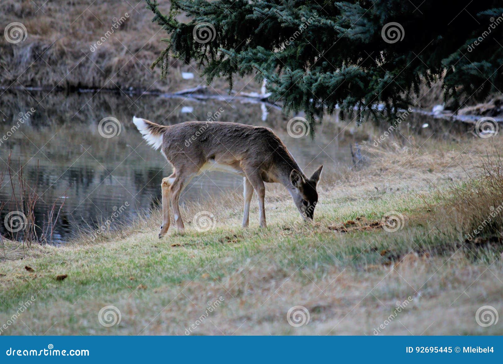 Deer in the Meadow stock image. Image of nature, meadow - 92695445