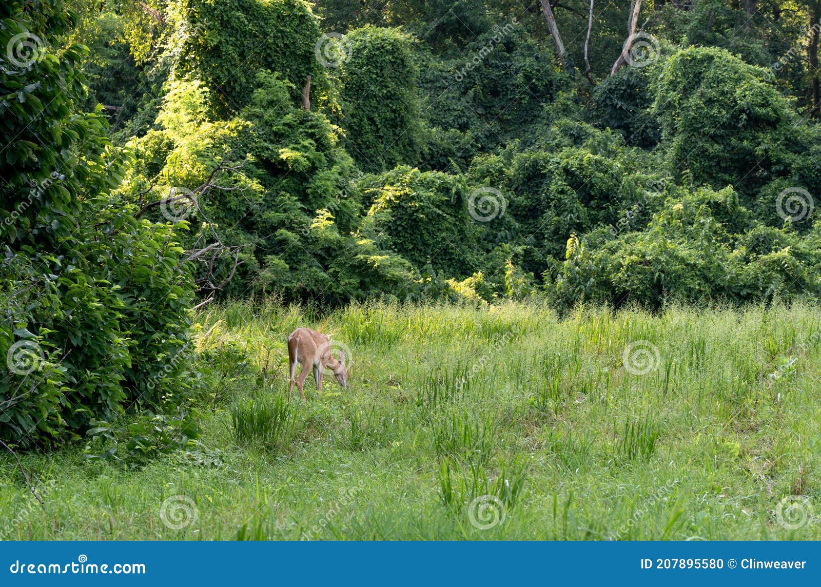 Deer in the Meadow stock photo. Image of outdoor, hunting - 207895580