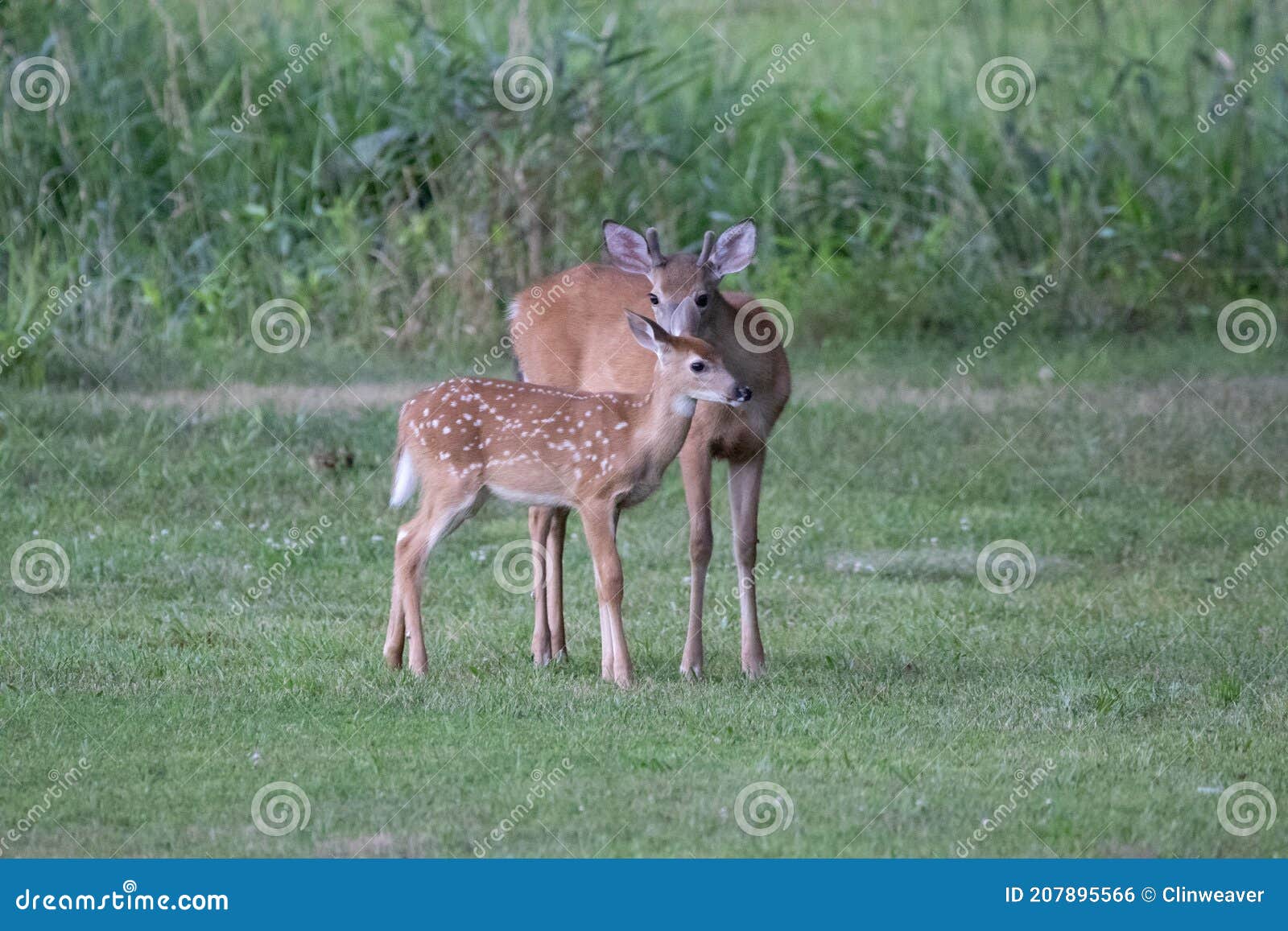 Deer in a Meadow stock photo. Image of pasture, nature - 207895566