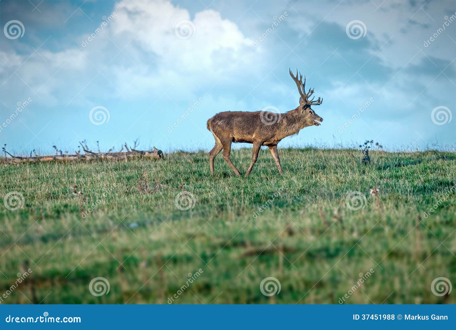 Deer in the meadow stock photo. Image of color, seasonal - 37451988
