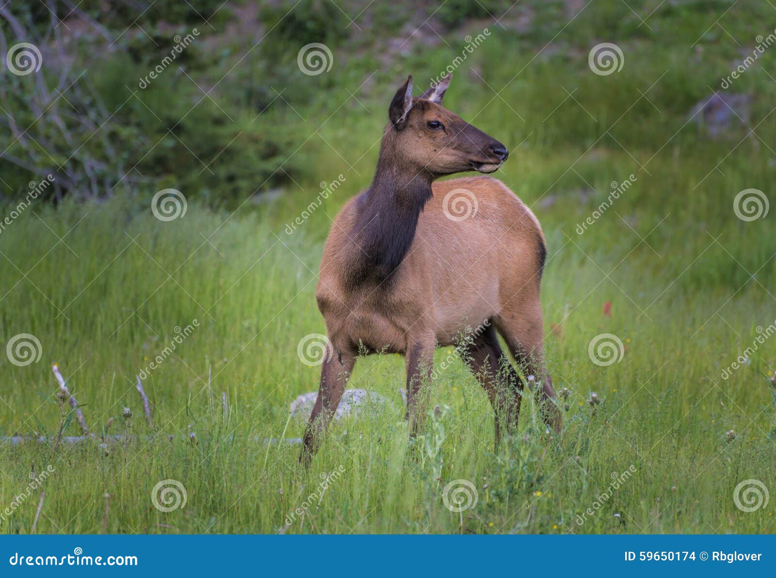 Deer in meadow stock photo. Image of nature, rock, scenic - 59650174